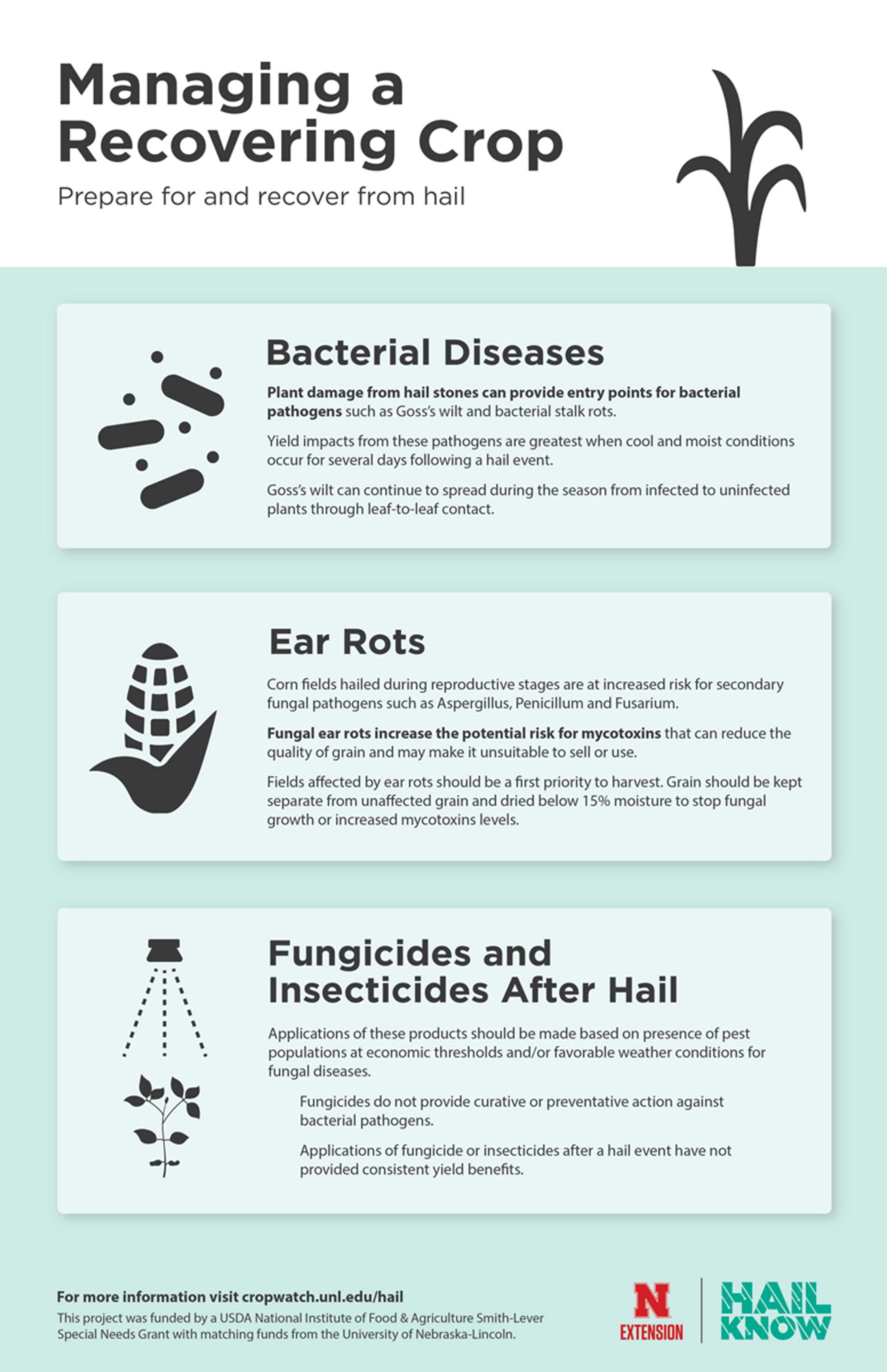 Infographic: Managing a Recovering Crop | CropWatch | Nebraska