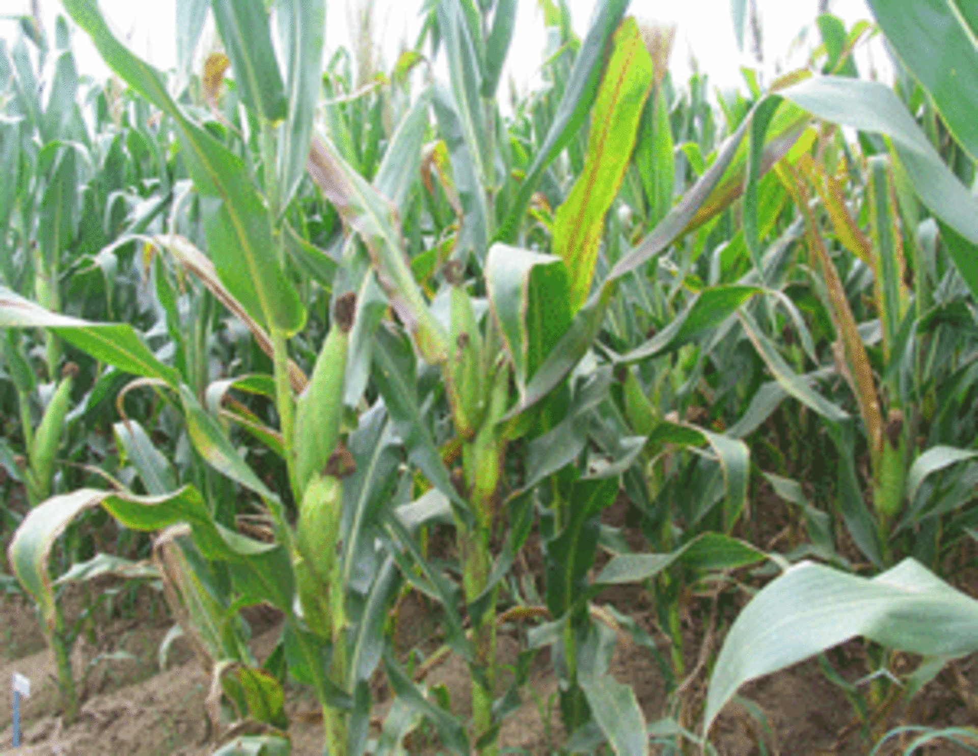 Nutrient Deficiencies in Corn and Sorghum | CropWatch | Nebraska