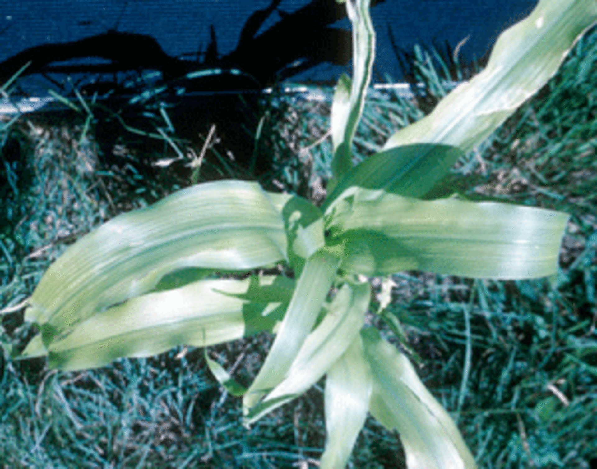 Nutrient Deficiencies in Corn and Sorghum | CropWatch | Nebraska