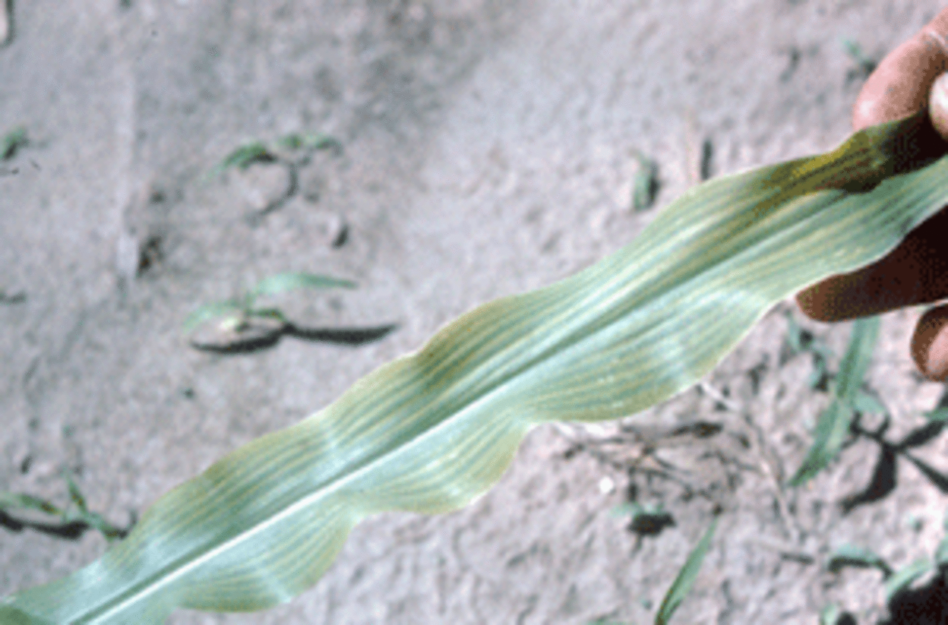 Nutrient Deficiencies in Corn and Sorghum | CropWatch | Nebraska