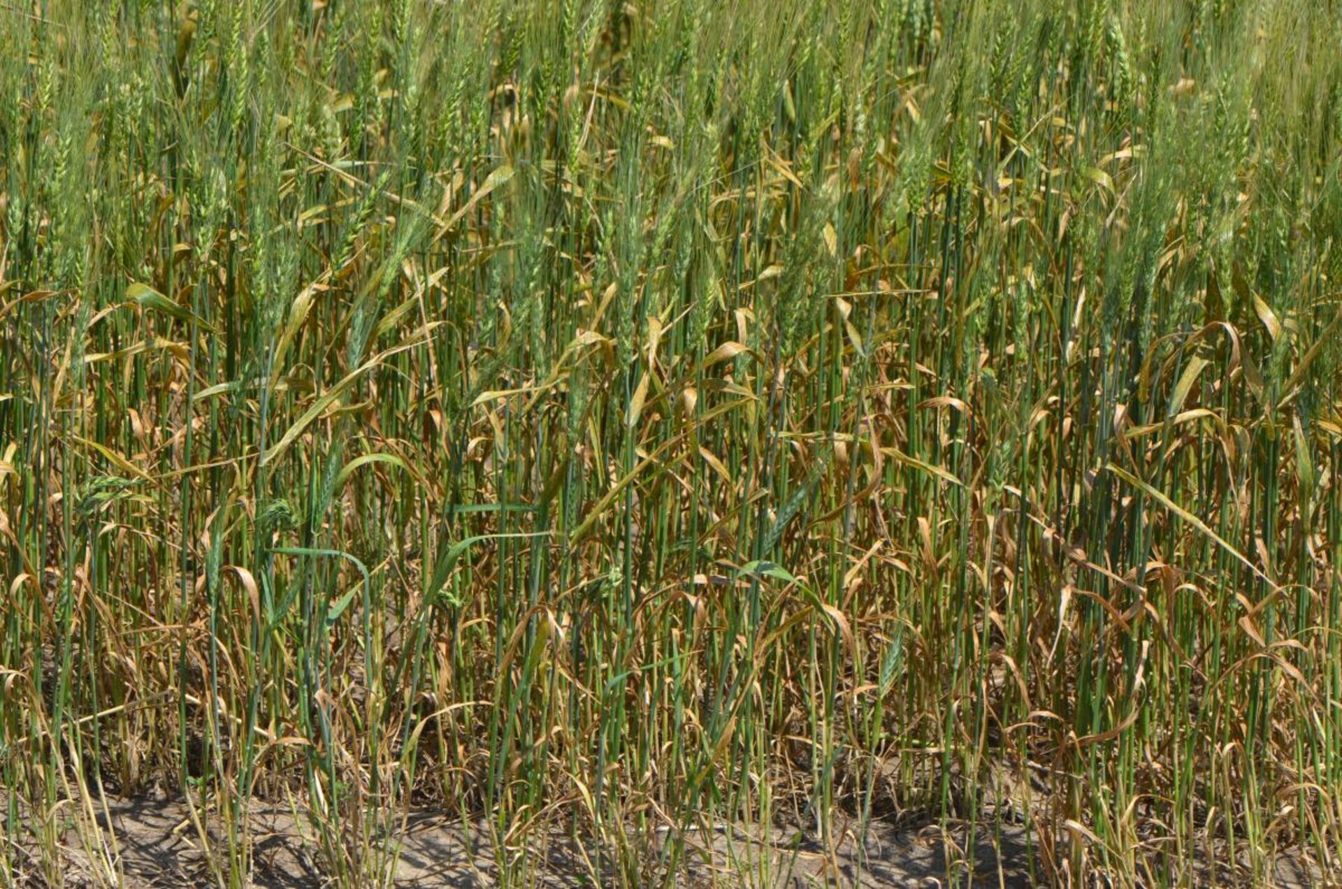 Wheat Disease Update | CropWatch | Nebraska