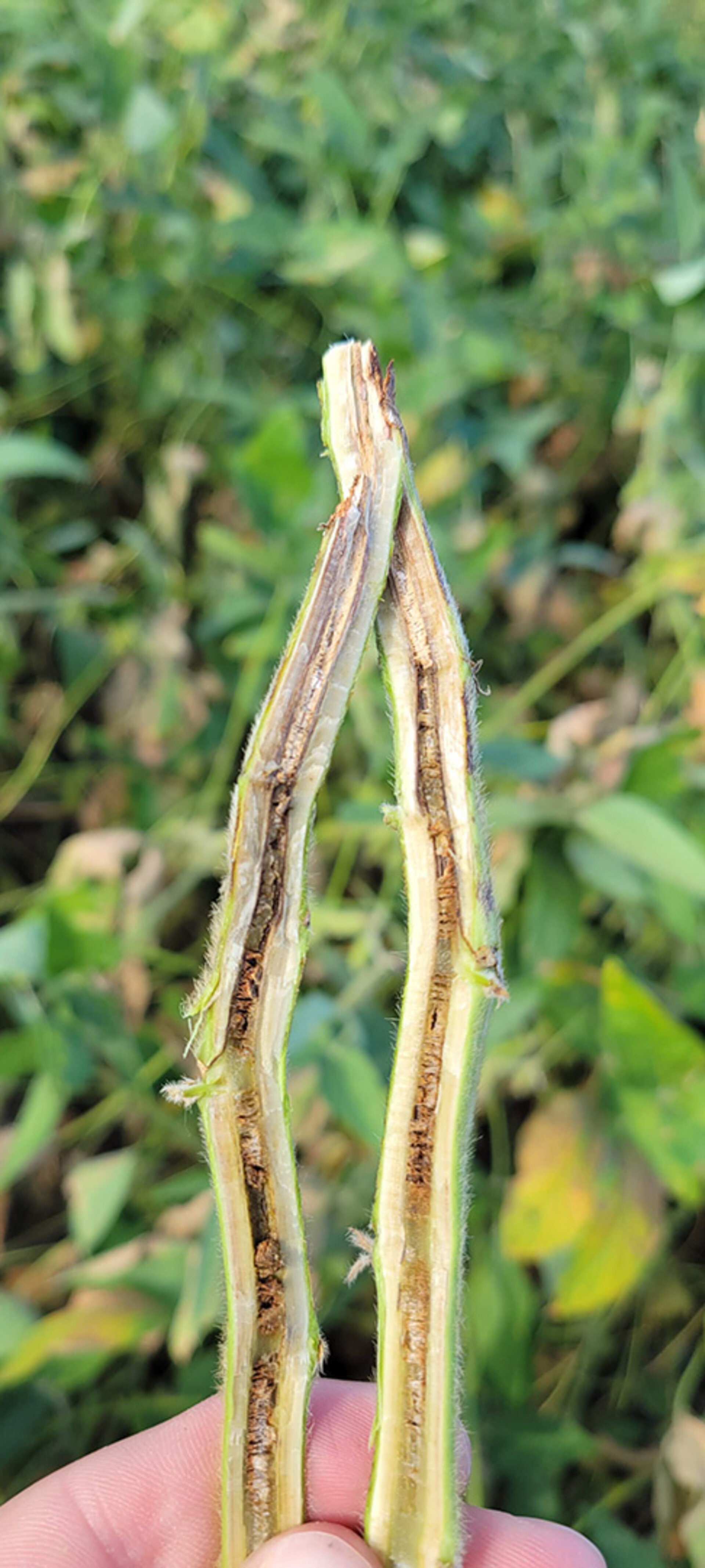 Brown Stem Rot | CropWatch | Nebraska
