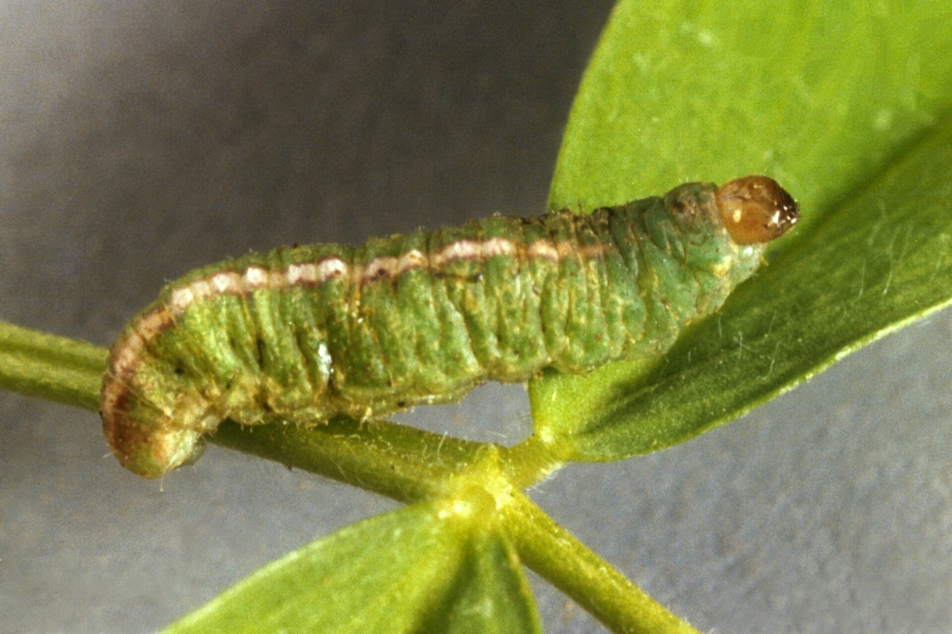Scout for Alfalfa and Clover Leaf Weevils | CropWatch | Nebraska