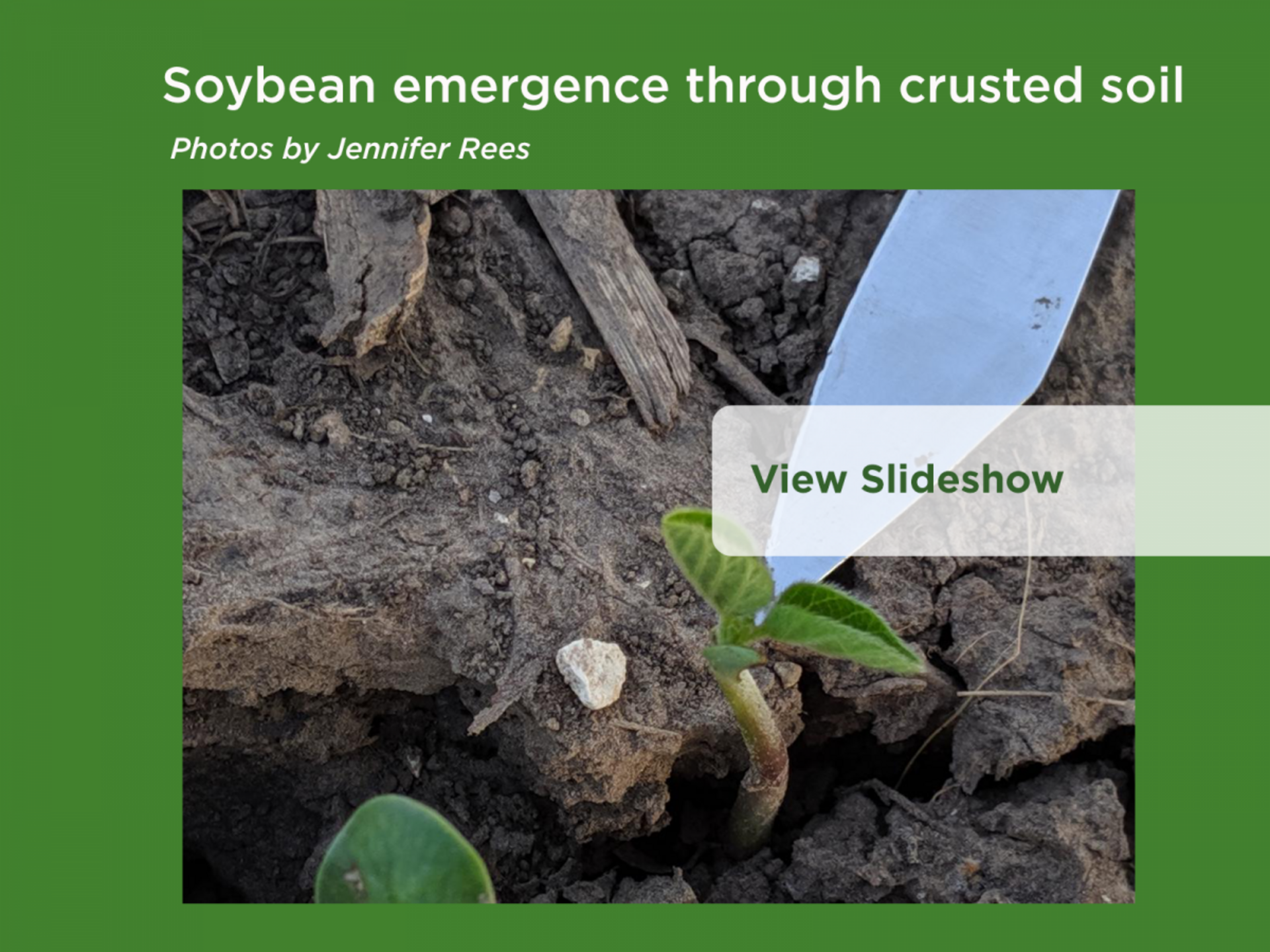 Considerations after Crusted Soybean | CropWatch | Nebraska
