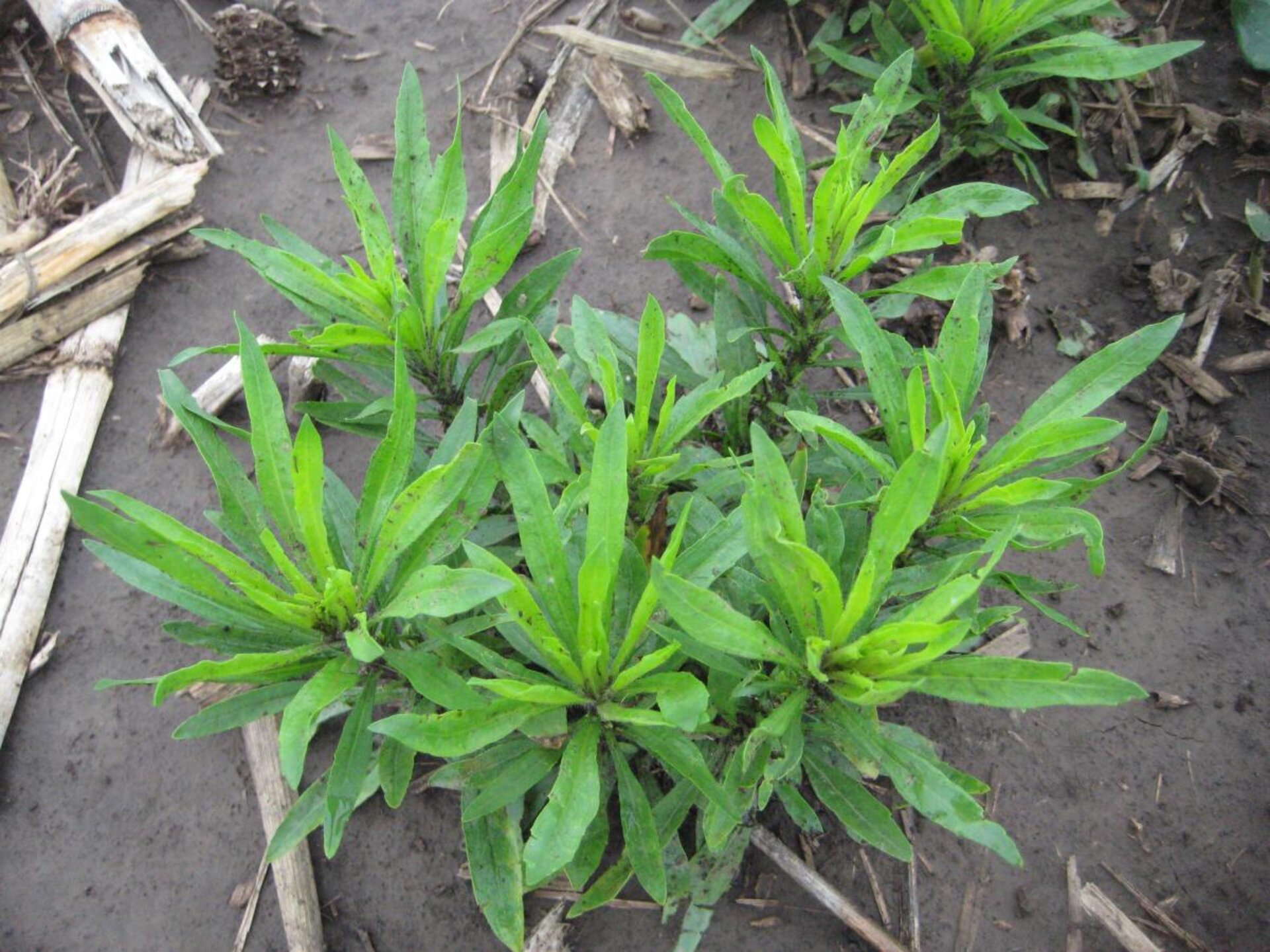 Postemergence (Rescue) Herbicide Options for Control of Glyphosate ...