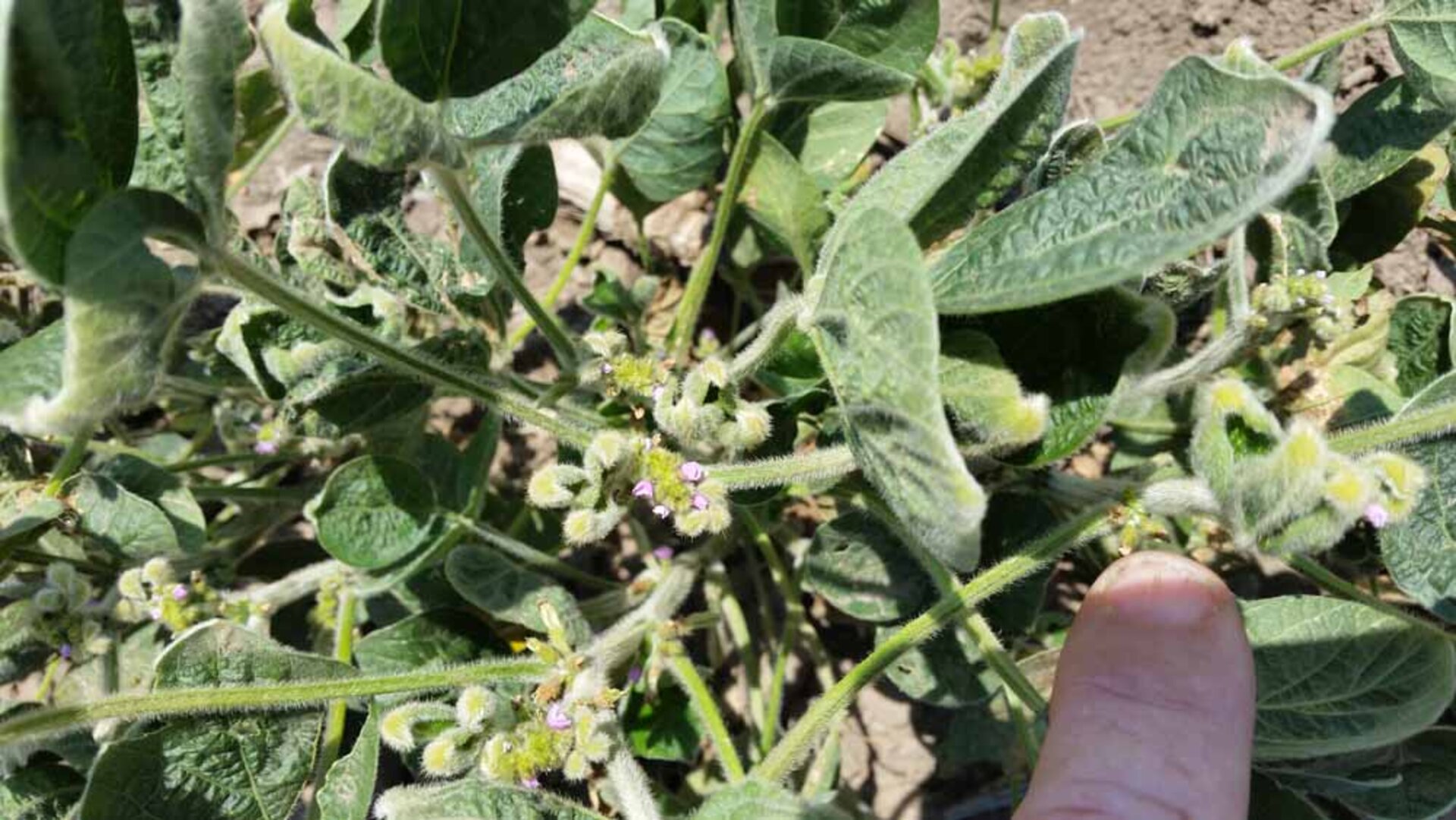 Understanding Growth Regulator Herbicide Injury | CropWatch | Nebraska