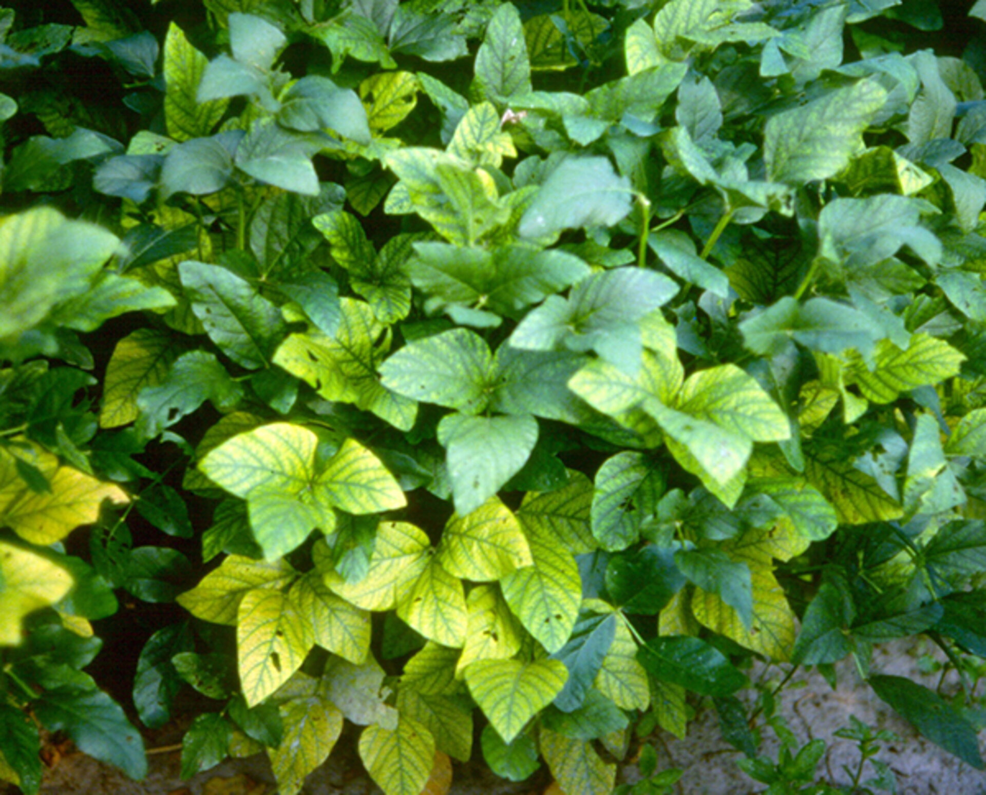 Nutrient Deficiencies in Soybean | CropWatch | Nebraska