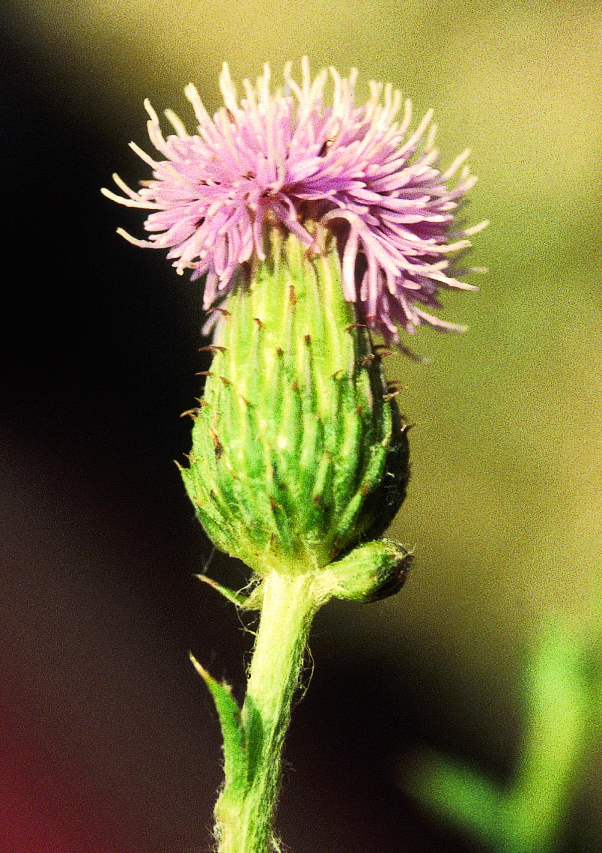 Control Pasture Thistles this Fall | CropWatch | Nebraska