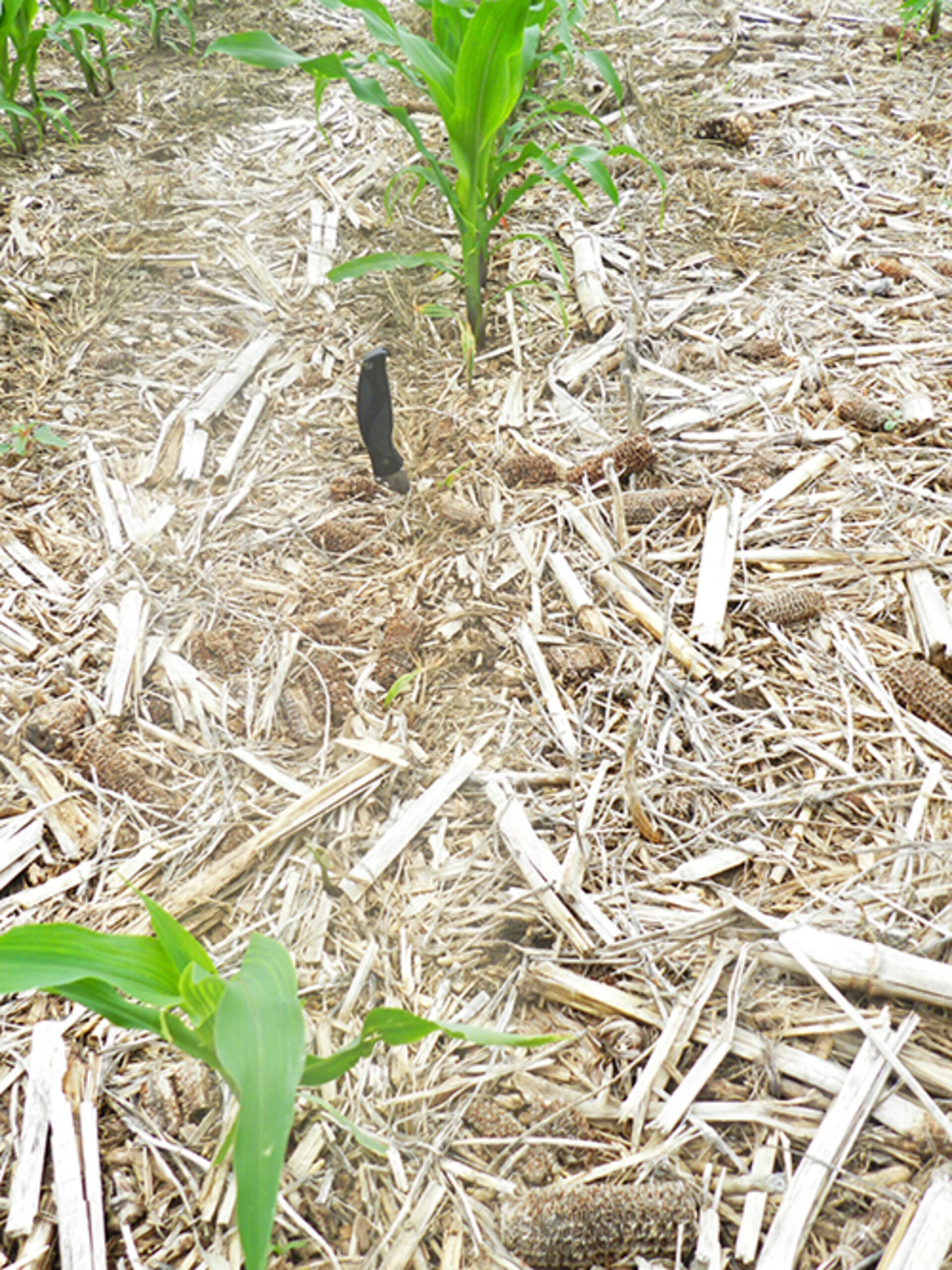 Wheat Stem Maggot Damaging Corn after Rye | CropWatch | Nebraska