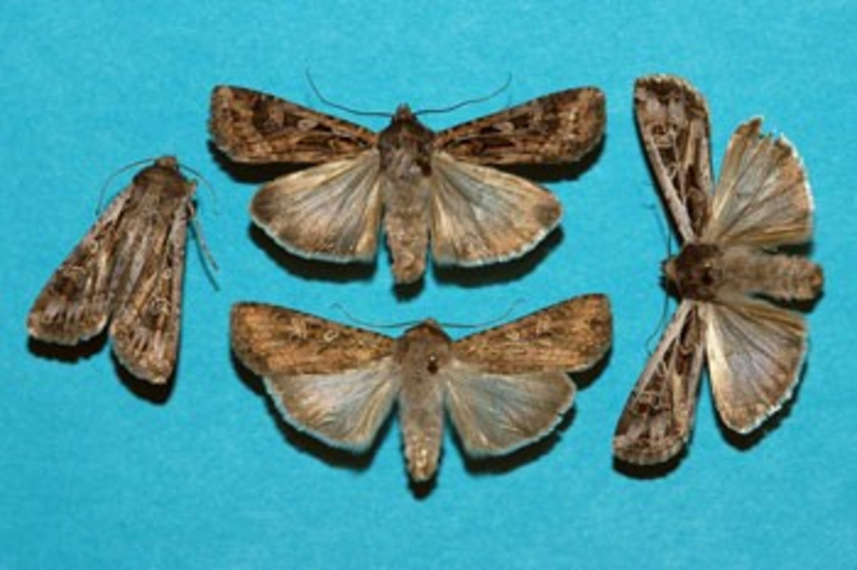 Spring Miller Moth Invasion | CropWatch | Nebraska