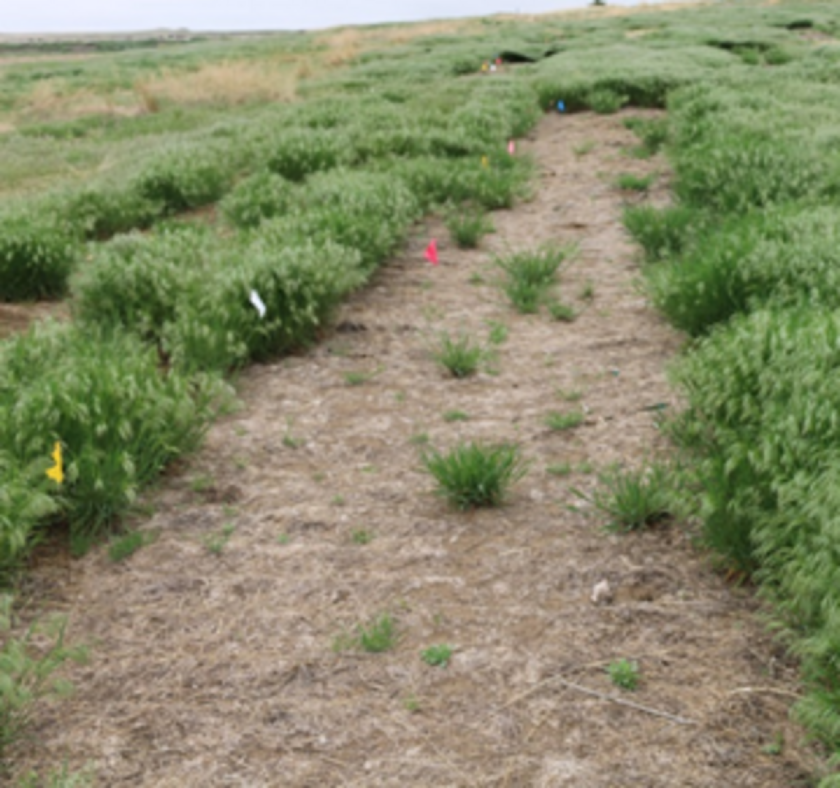 Rejuvra™: A New Herbicide for Battling Cheatgrass | CropWatch | Nebraska