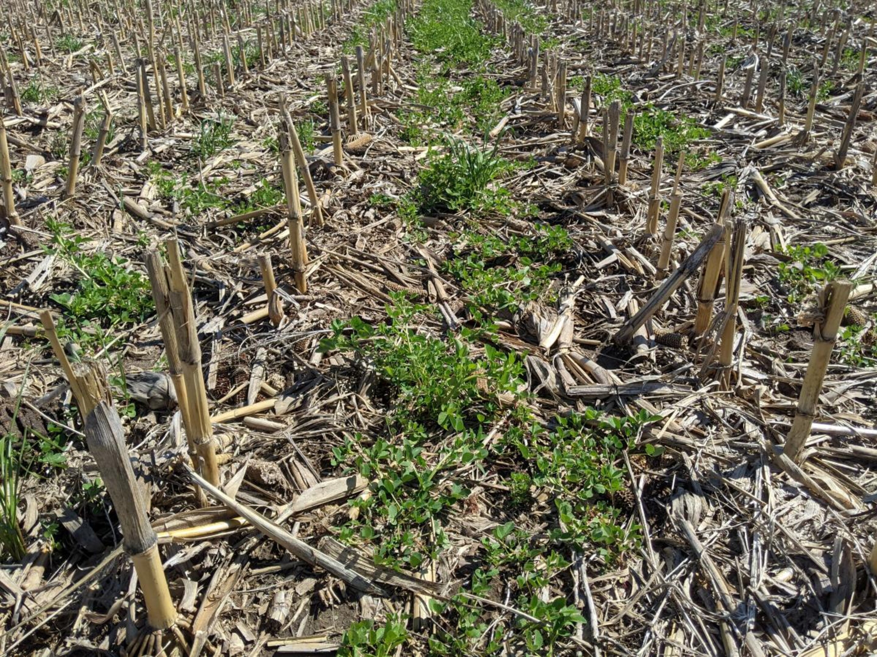 Interseeding Cover Crops into Corn and Soybean: What We’ve Learned ...