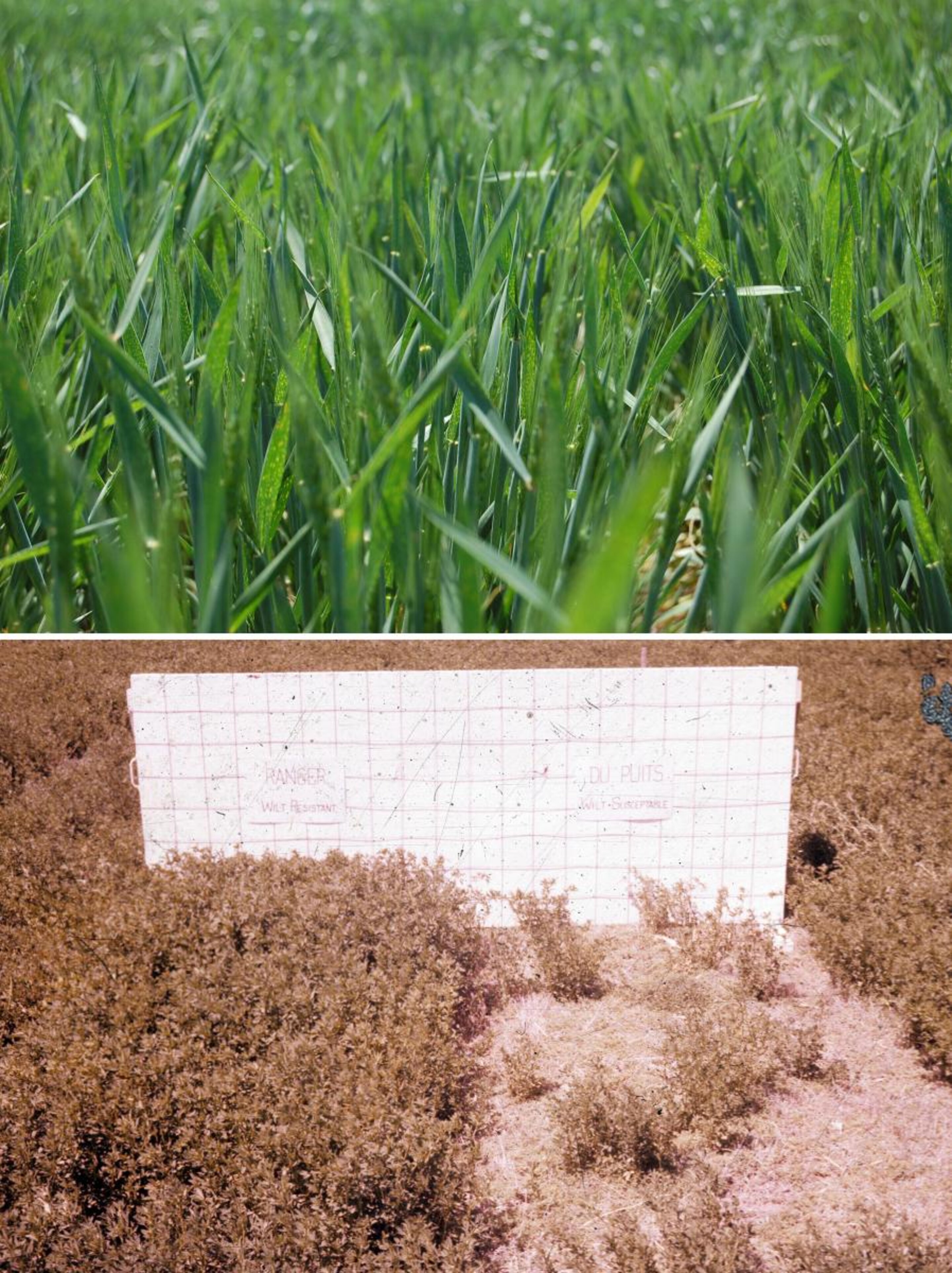 Additional Gram-positive Bacterial Diseases in Nebraska Crop Production ...