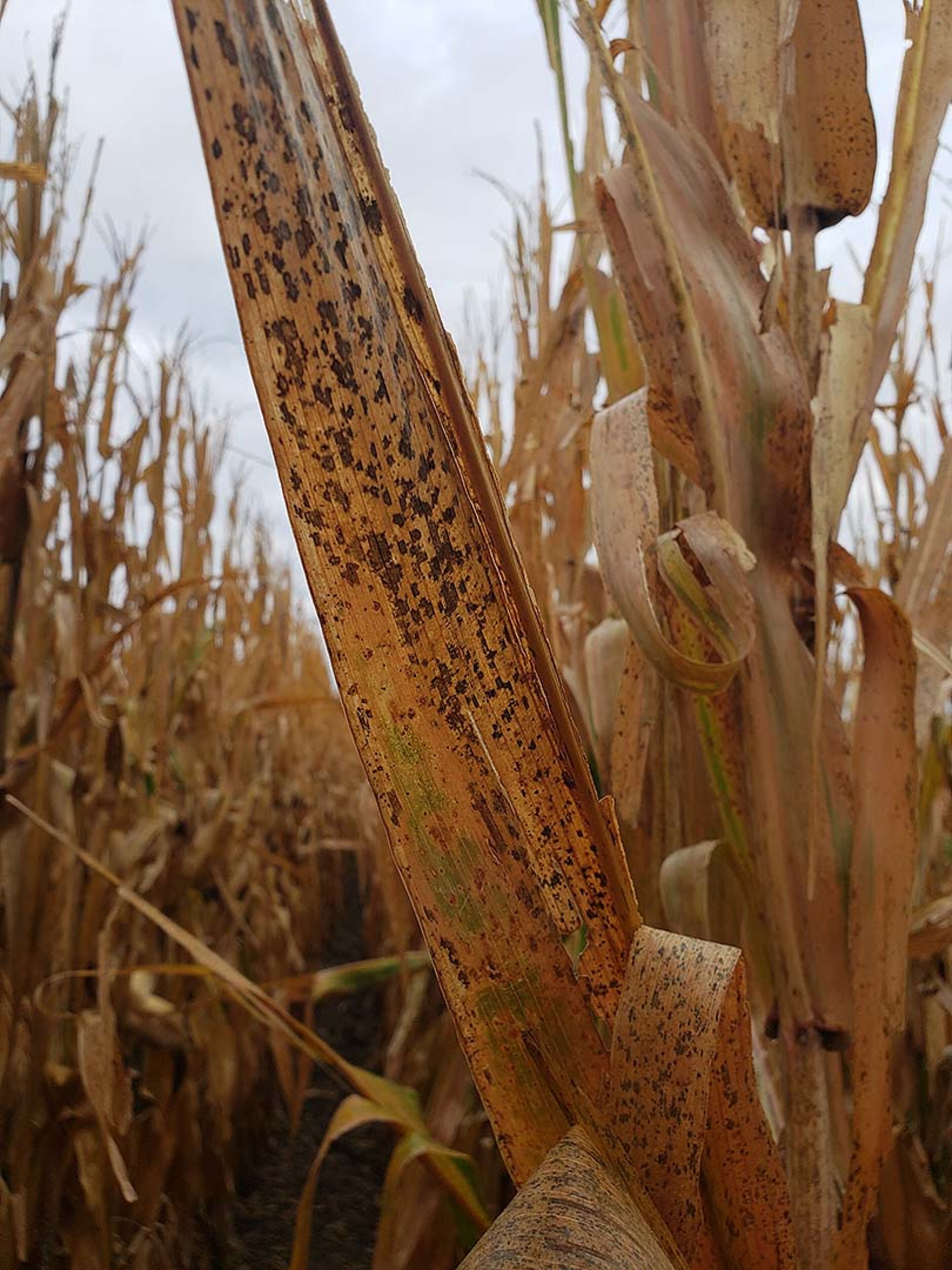 Tar Spot Disease of Corn Spreading to More Nebraska Counties ...