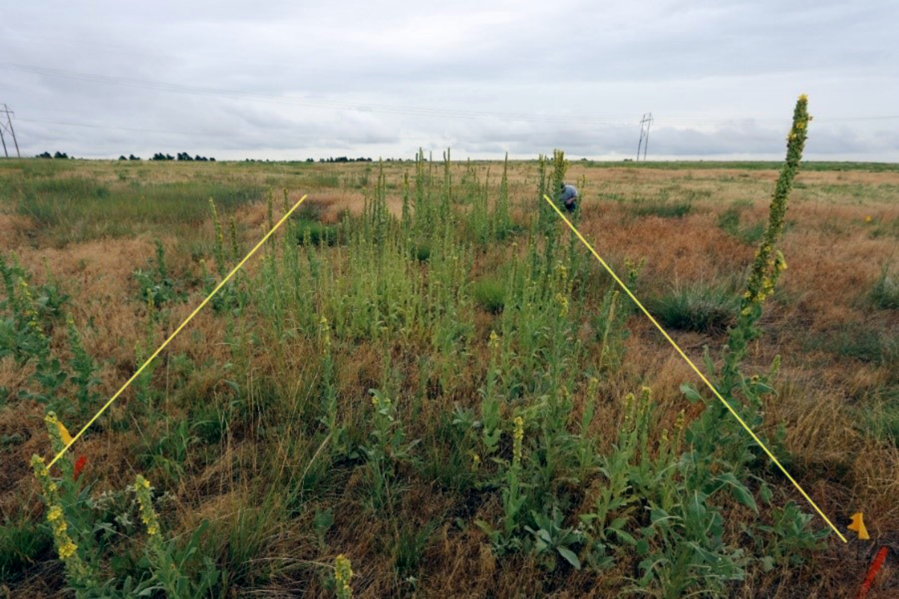 Common Mullein Control: Herbicide Choice and Application Timing ...