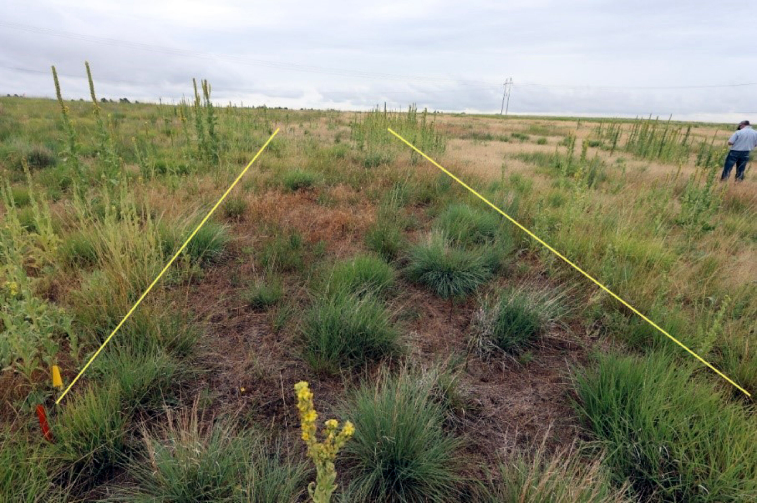 Common Mullein Control: Herbicide Choice and Application Timing ...