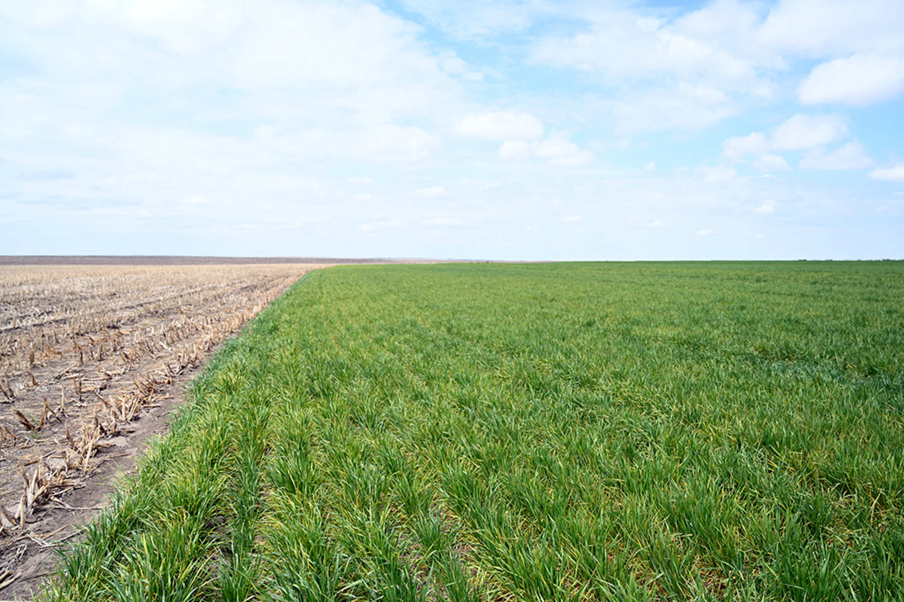 Early Disease Detection Highlights Importance of Scouting Nebraska ...