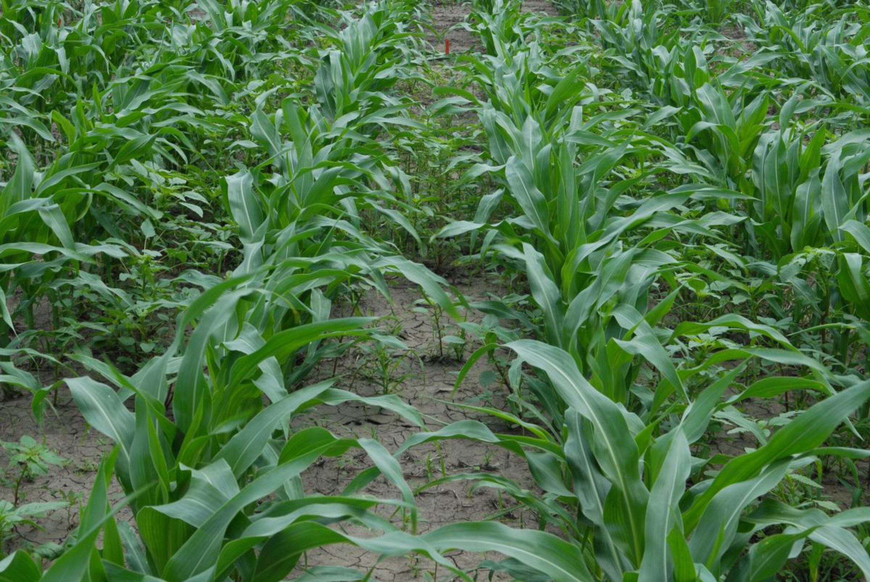 Acuron™: A New Corn Herbicide | CropWatch | Nebraska
