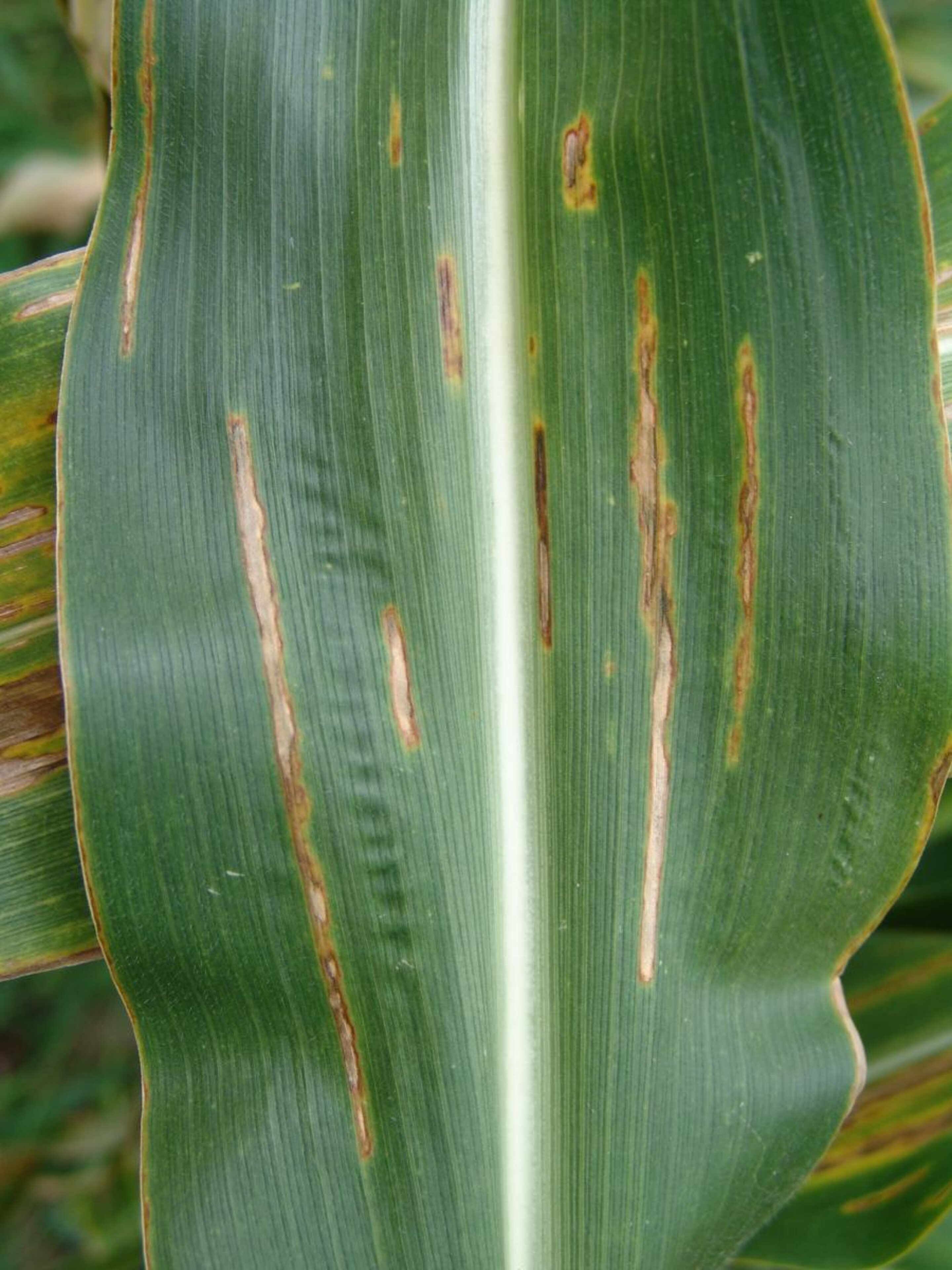 Differentiating Corn Leaf Diseases | CropWatch | Nebraska