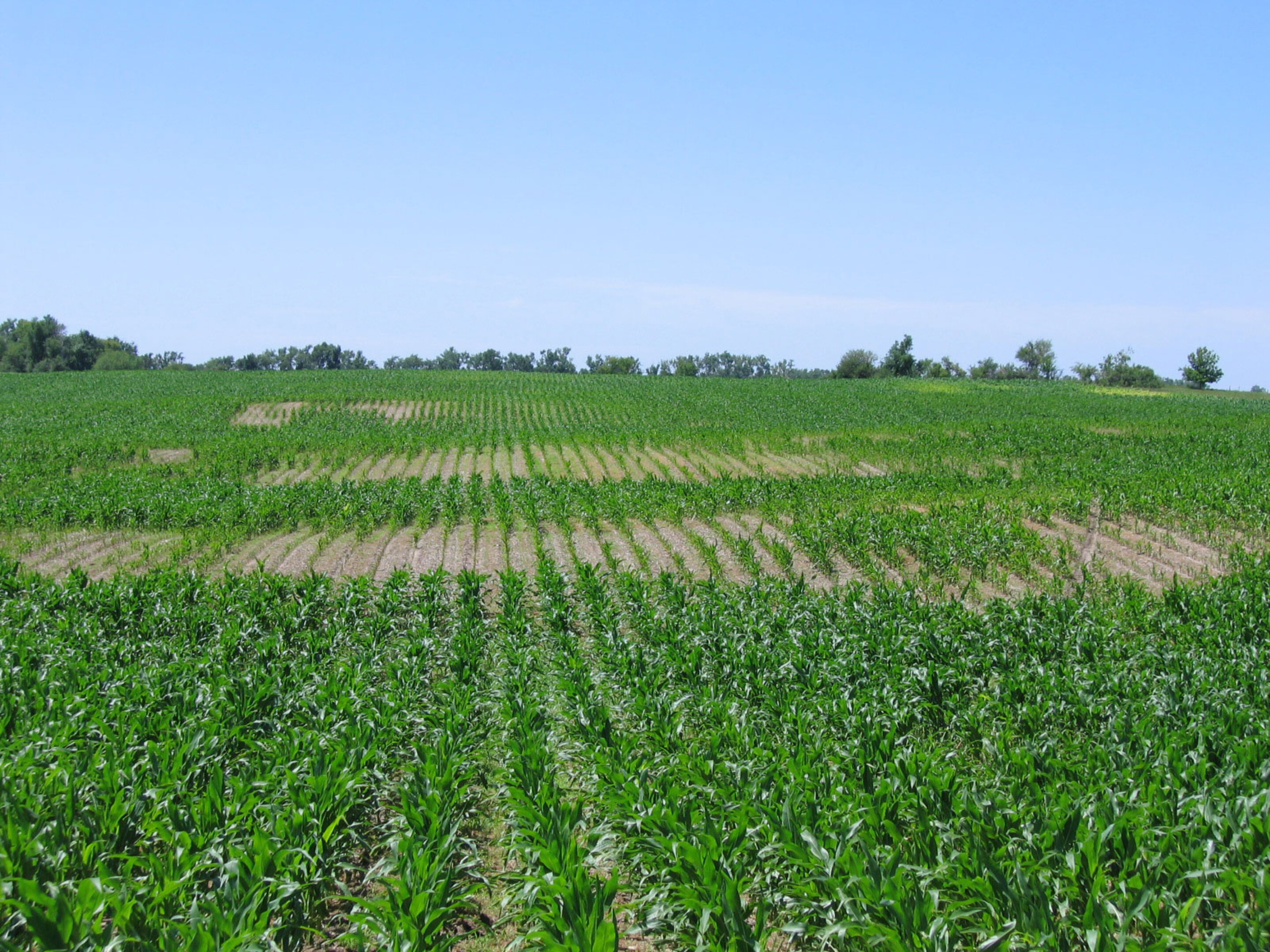 Corn Nematode Sampling | CropWatch | Nebraska