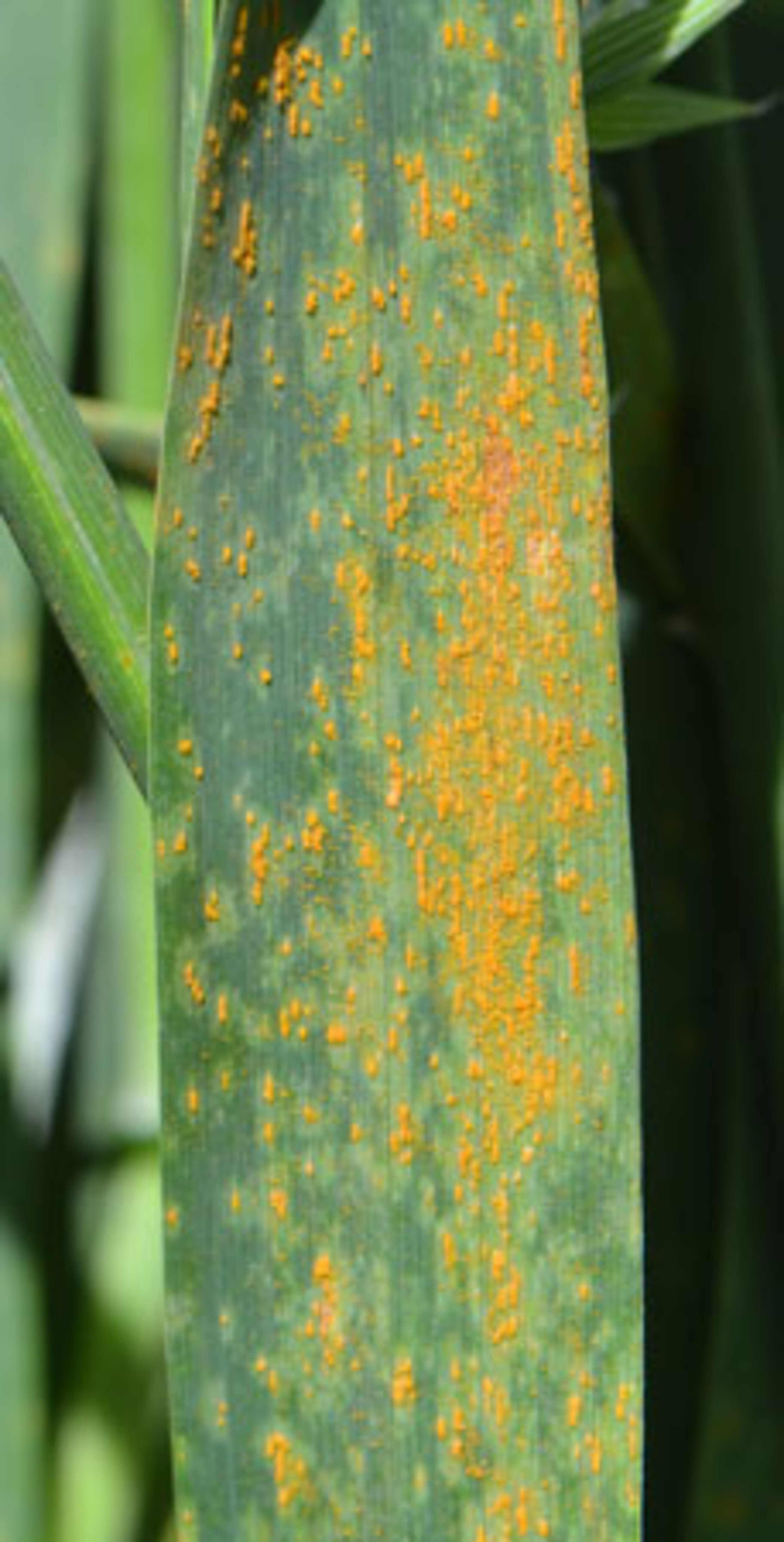 Wheat Disease June 19, 2015 | CropWatch | Nebraska