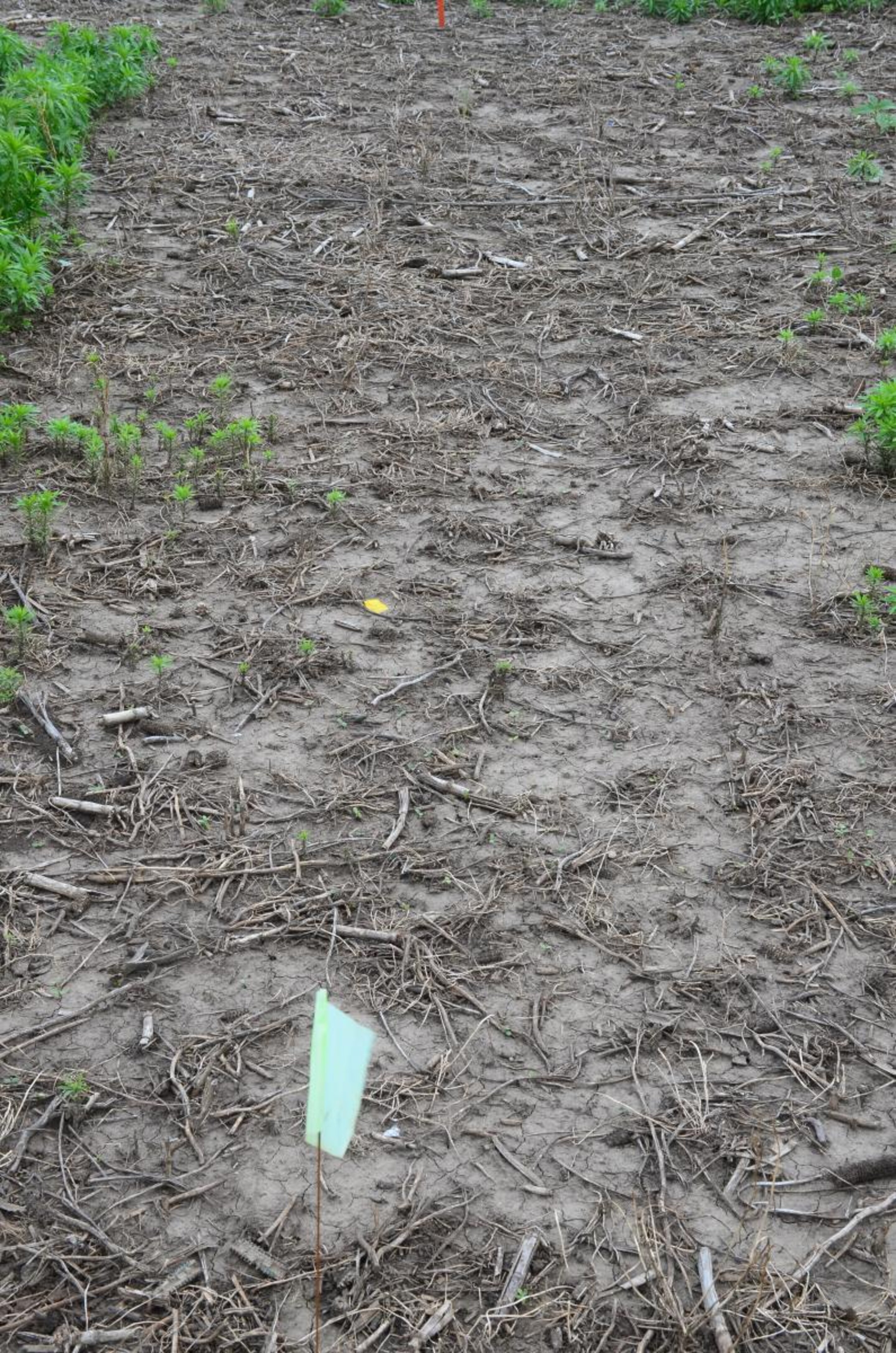 Acuron™: A New Corn Herbicide | CropWatch | Nebraska