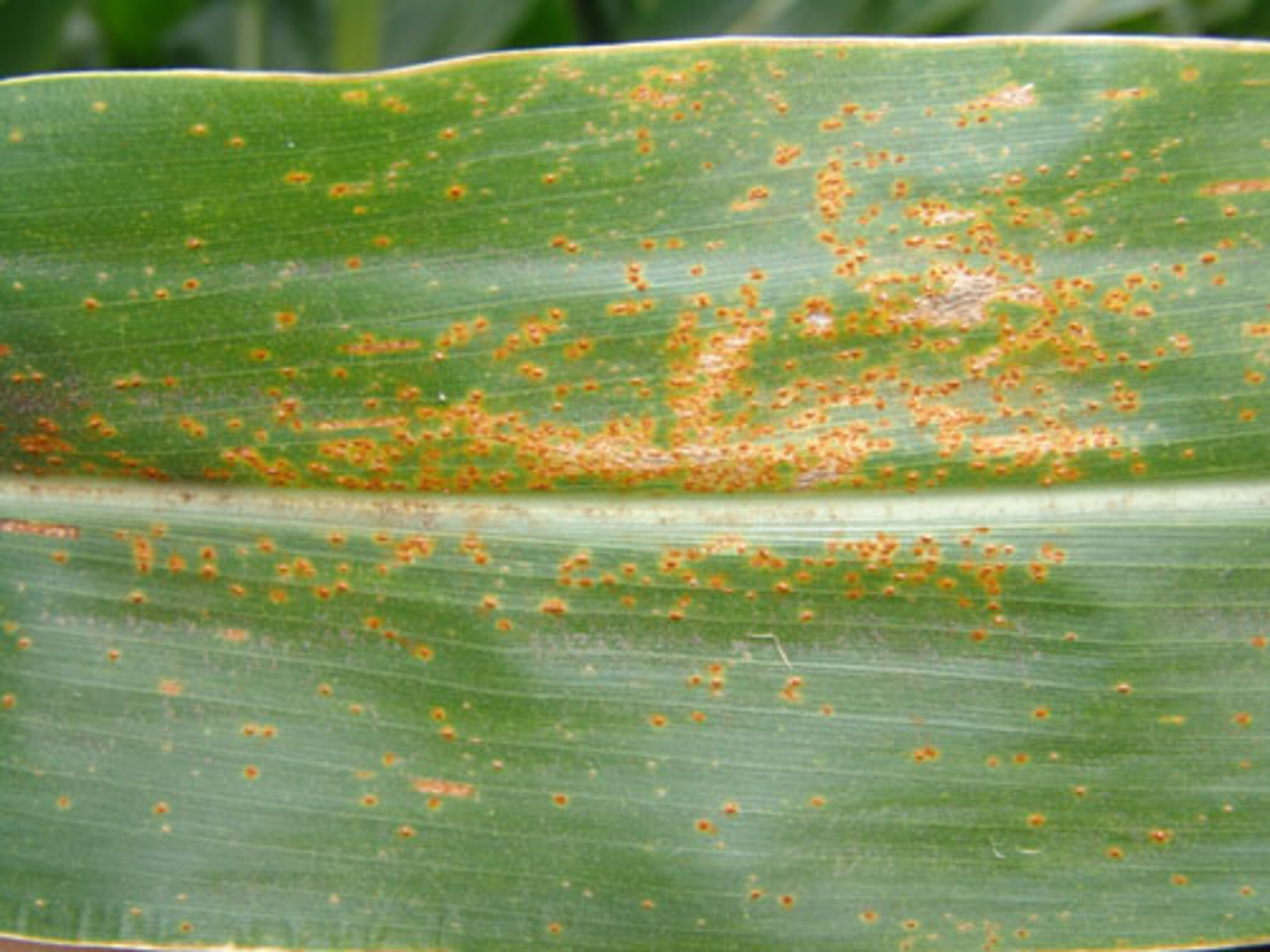 Southern Rust Confirmed in Southeast Nebraska | CropWatch | Nebraska