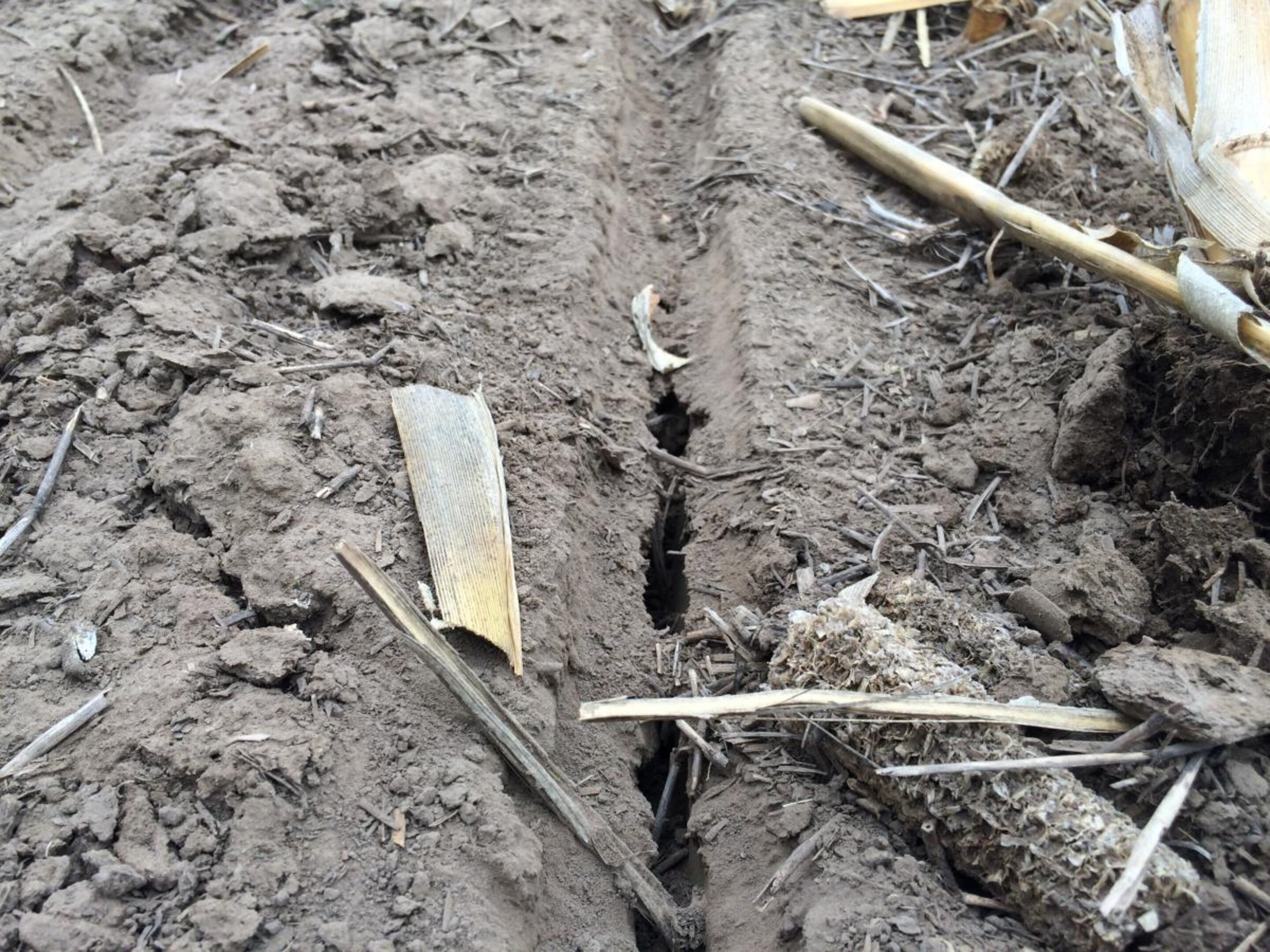 Field Pea Seeding Rates, Seeding Depth, and Inoculant | CropWatch ...