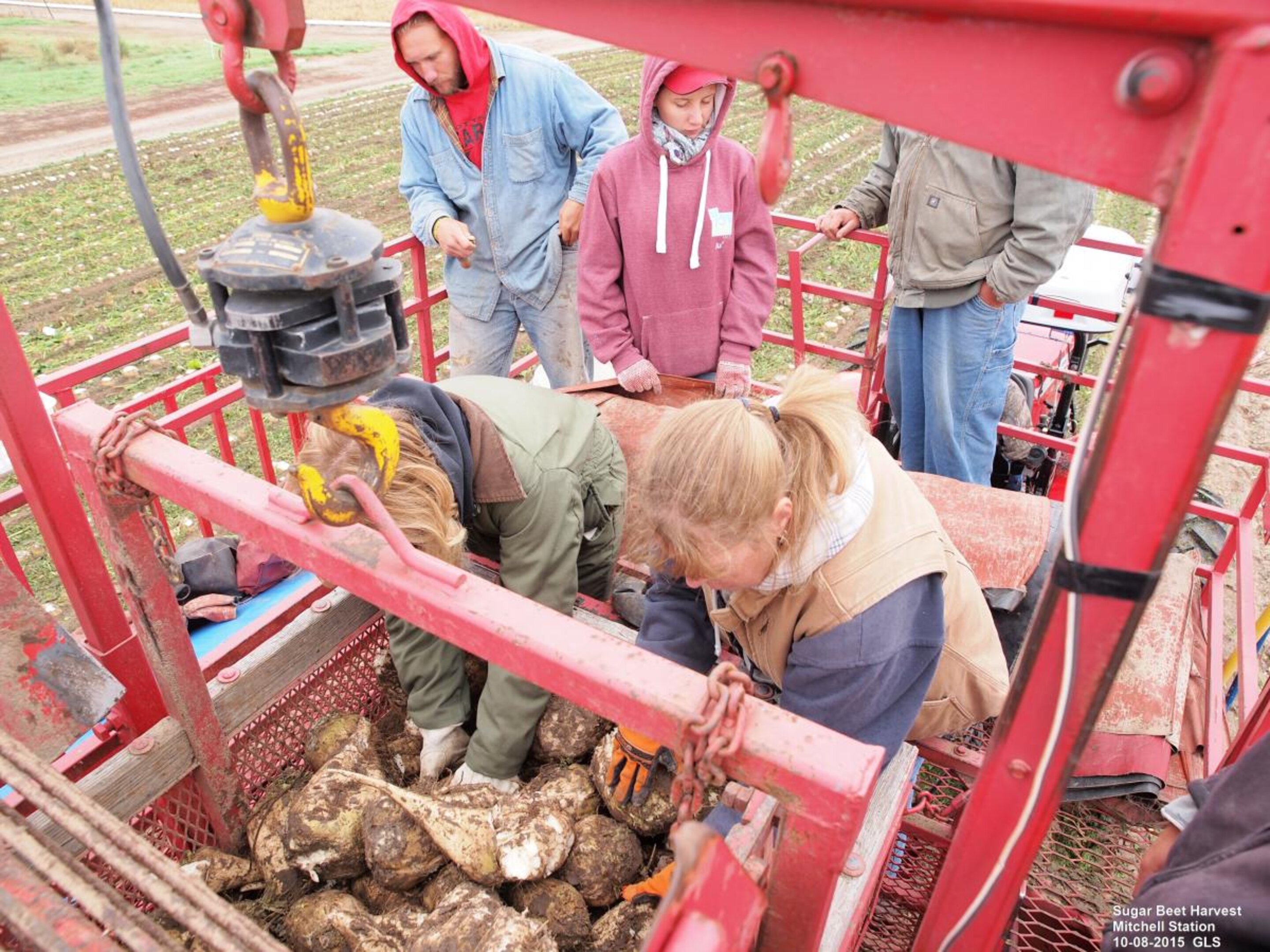 Harvesting Sugar Beet Research Plots in 2015 | CropWatch | Nebraska
