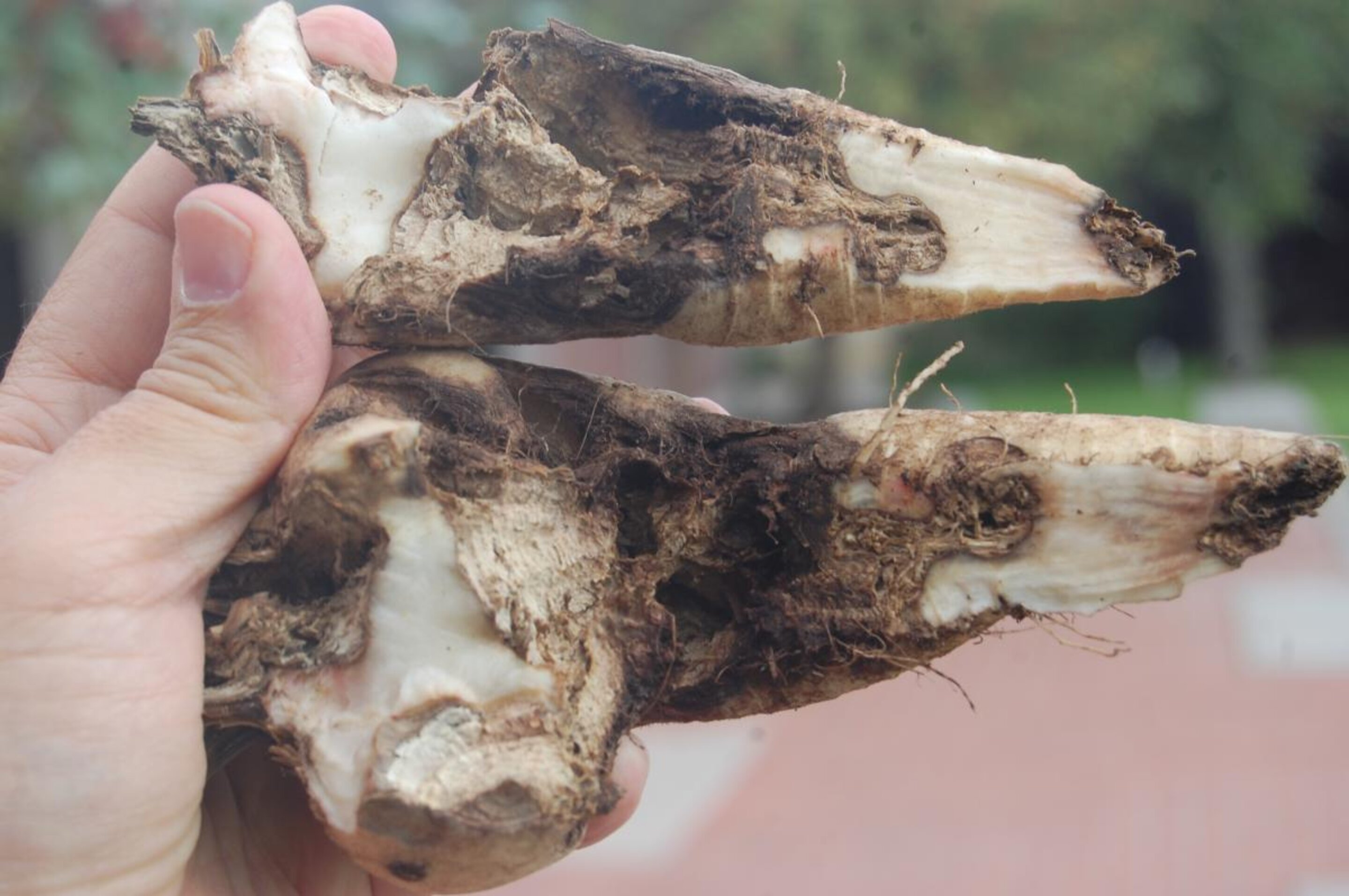 Dry Rot Canker – Obscure, but Returning Rhizoctonia Disease | CropWatch ...