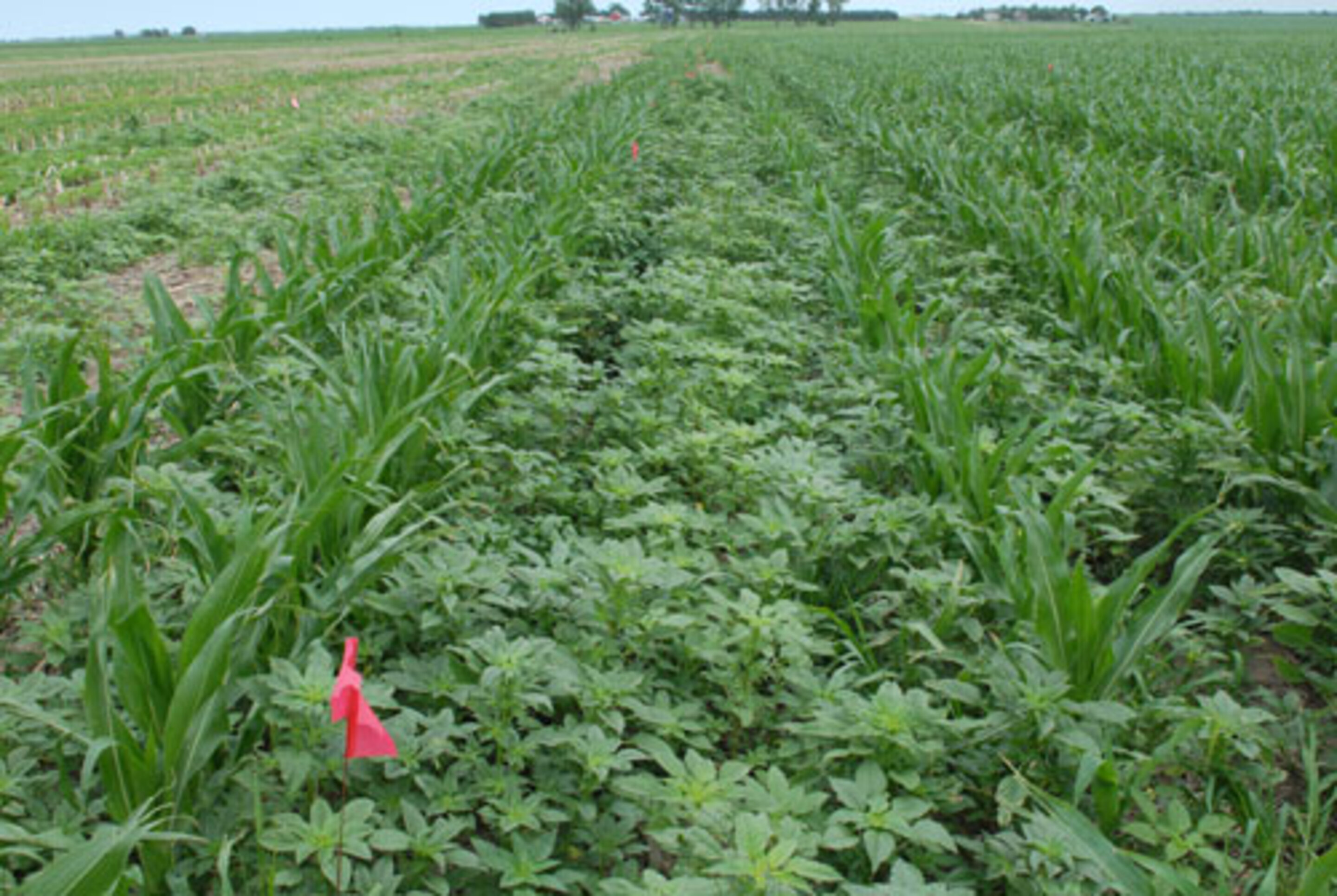 Multiple Herbicide-Resistant Weeds and Challenges Ahead | CropWatch ...