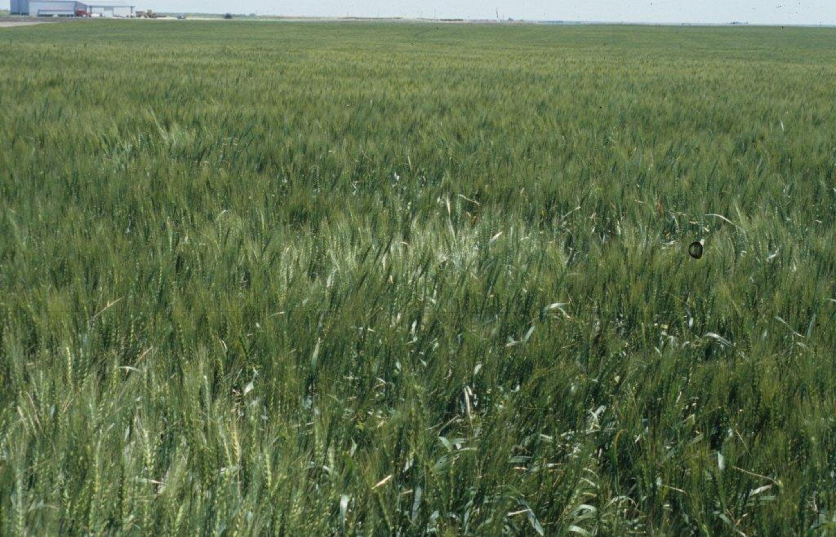 Wheat Soilborne Diseases 2015 | CropWatch | Nebraska