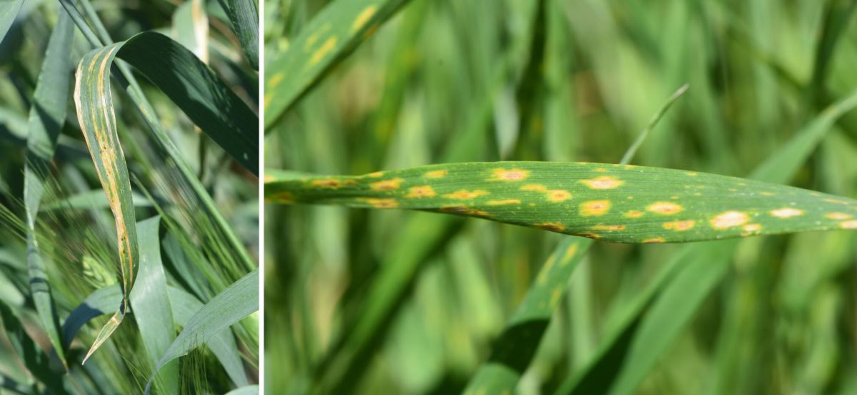 Moisture Continues to Favor Development of Wheat Diseases | CropWatch ...