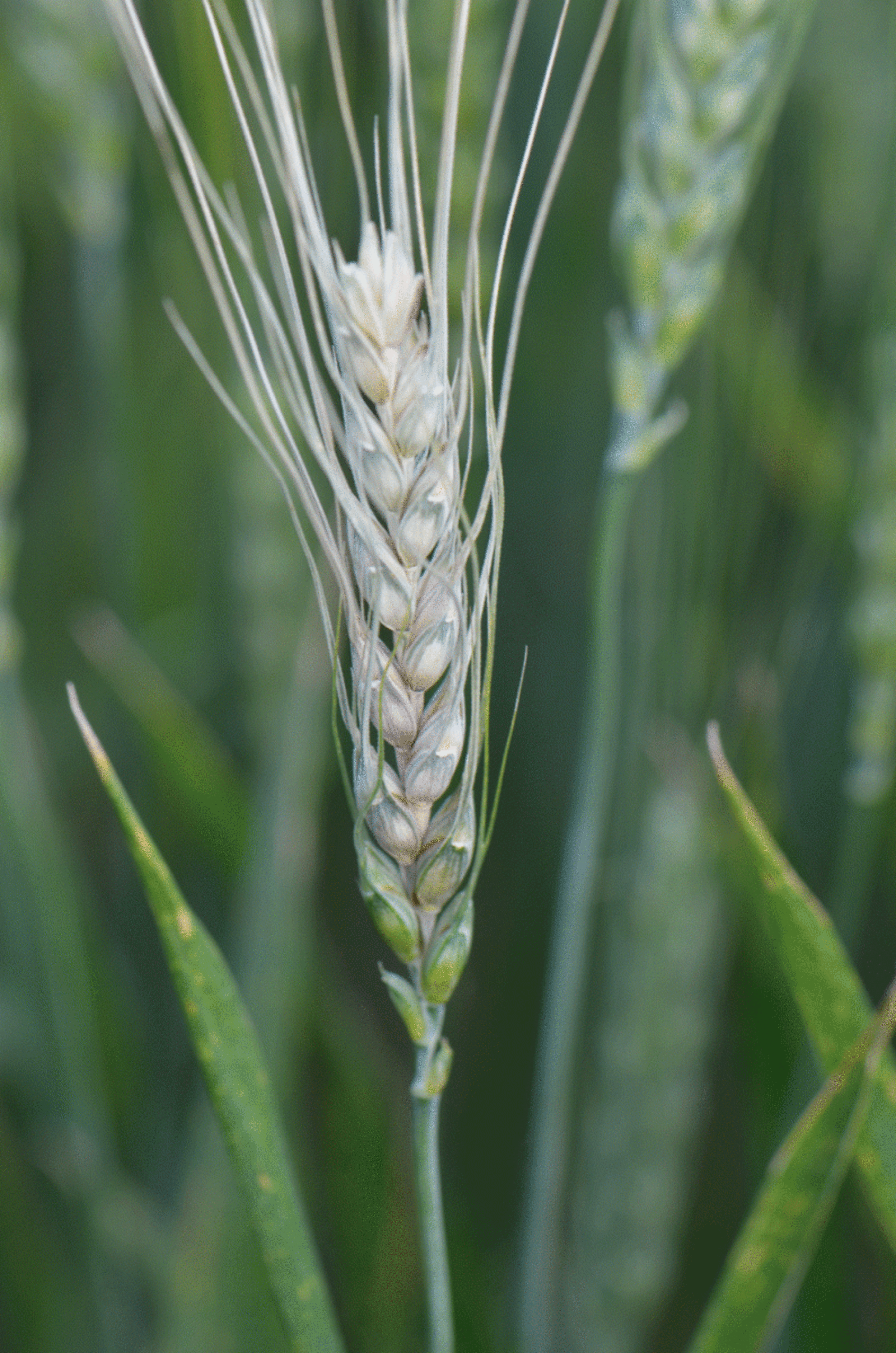 Strategies for Handling Scabby and Vomitoxin-Affected Wheat Grain ...