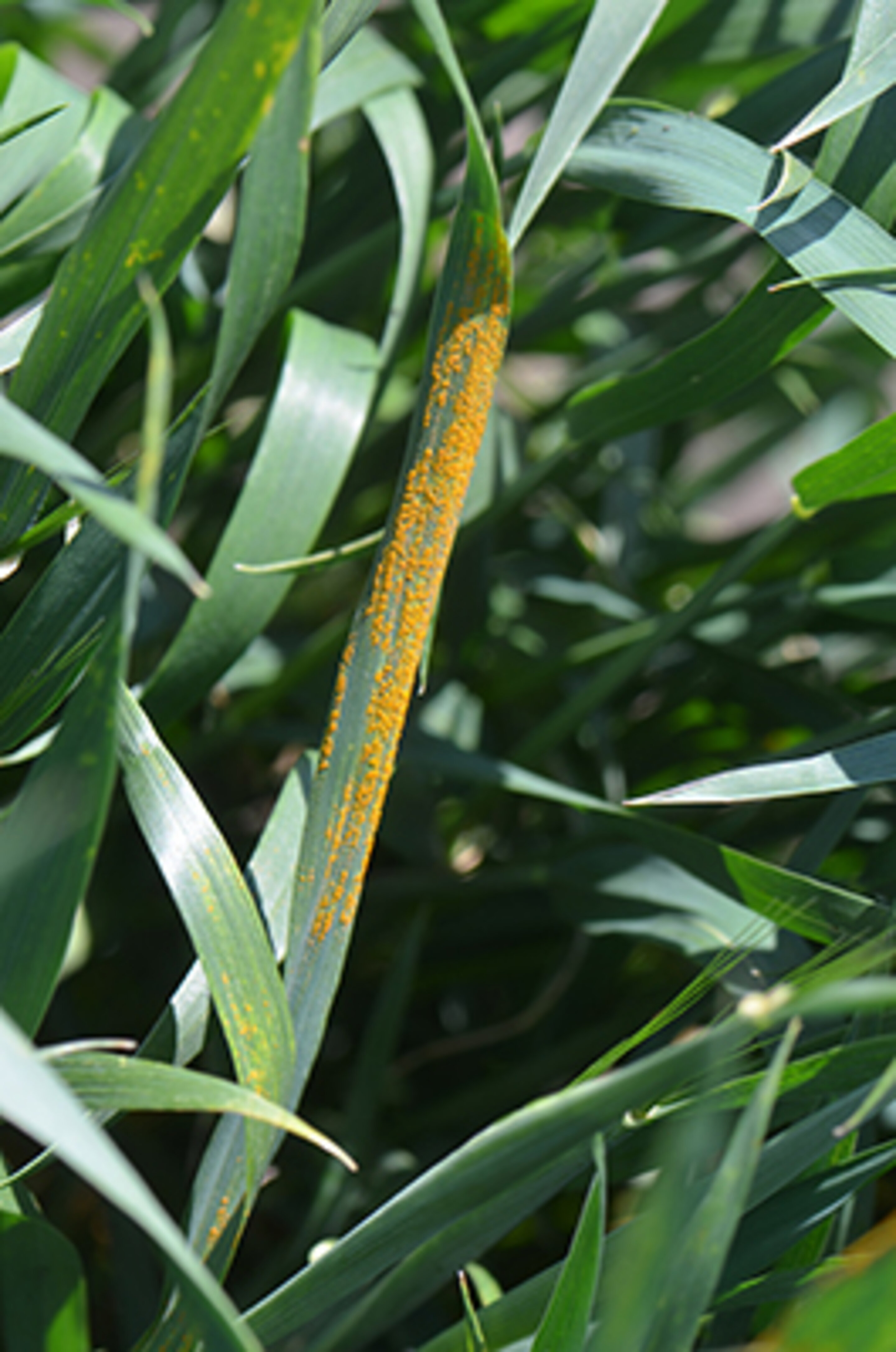 Stripe Rust Widespread in Wheat But Mostly At Low Levels | CropWatch ...