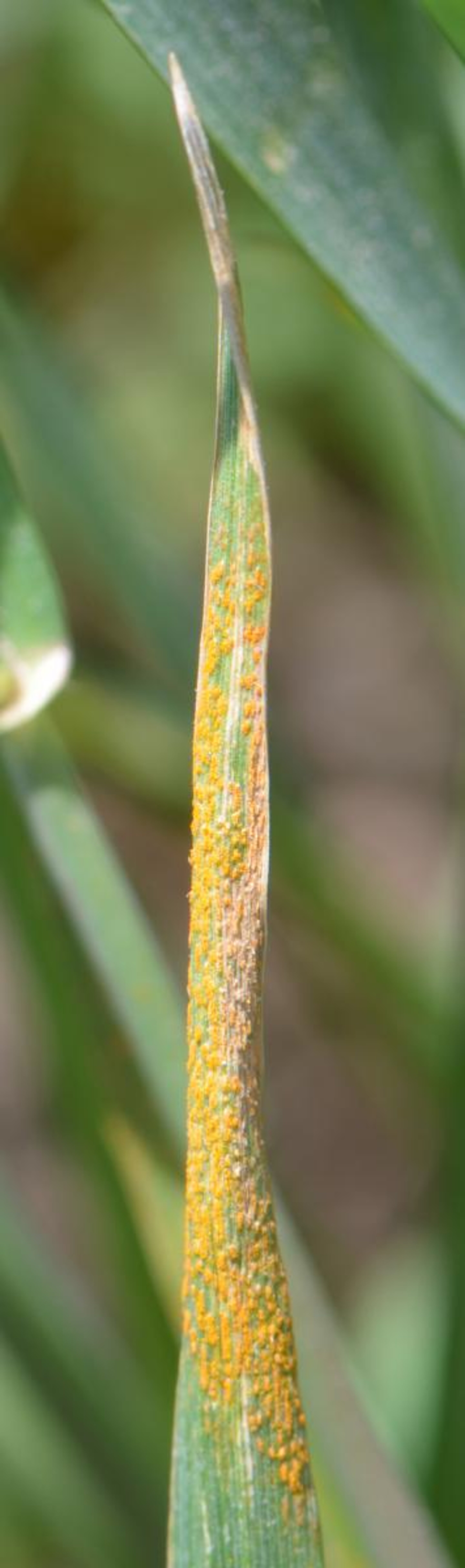 Stripe Rust Widespread in Wheat But Mostly At Low Levels | CropWatch ...