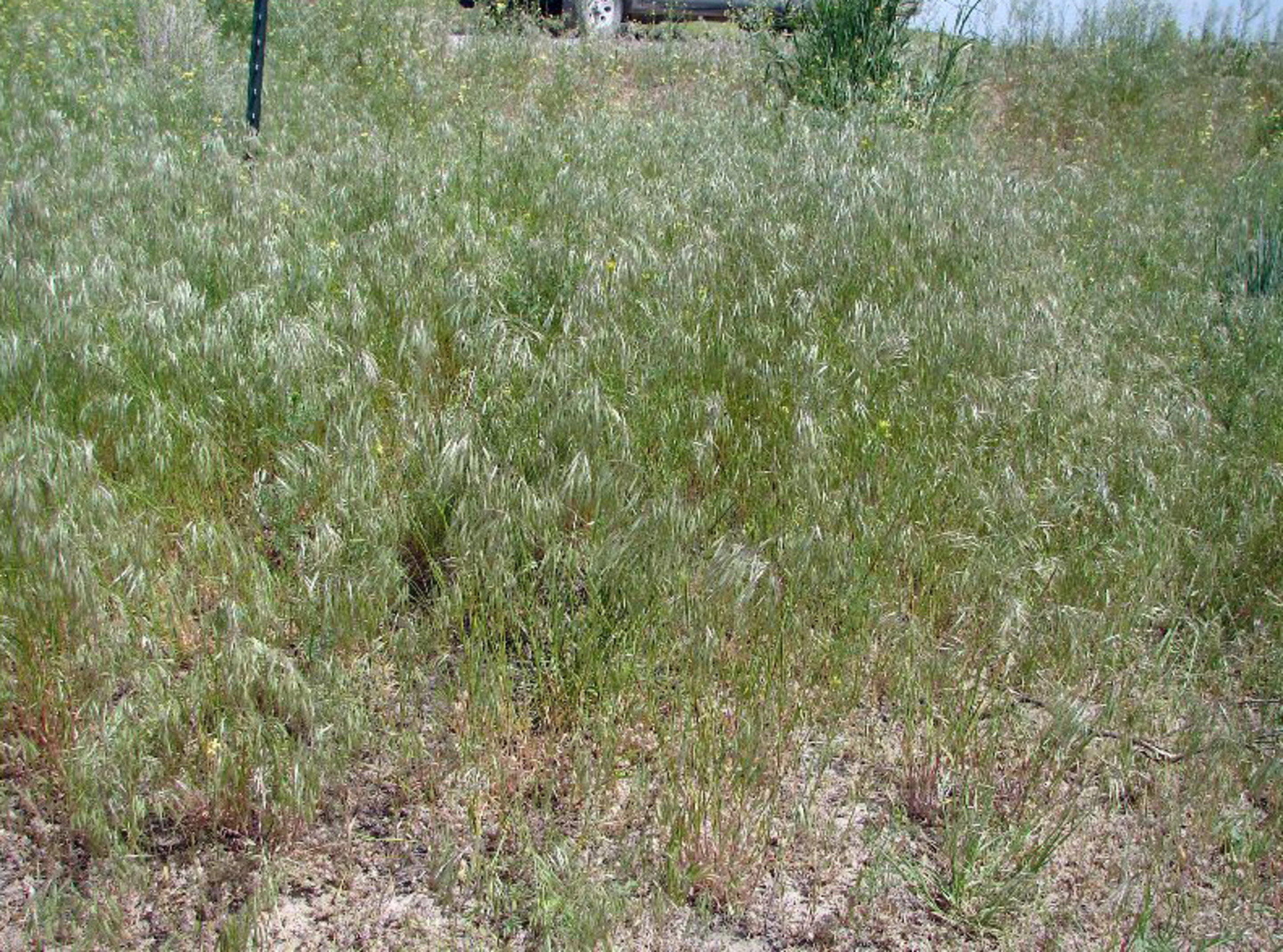 Nebraska Extension Pest of the Month: Cheatgrass | CropWatch | Nebraska