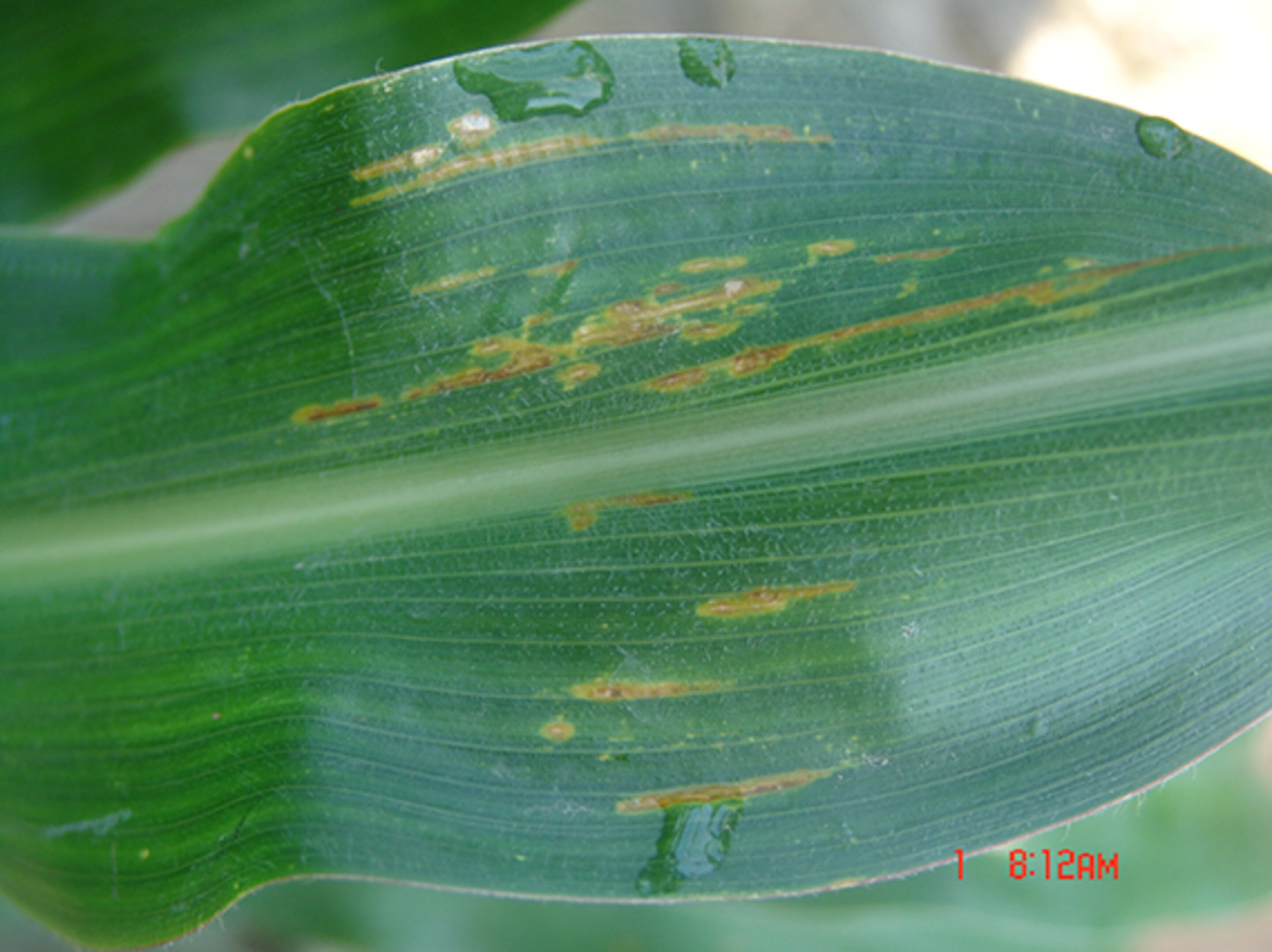 Bacterial Leaf Streak of Corn Confirmed in Nebraska, Other Corn Belt ...