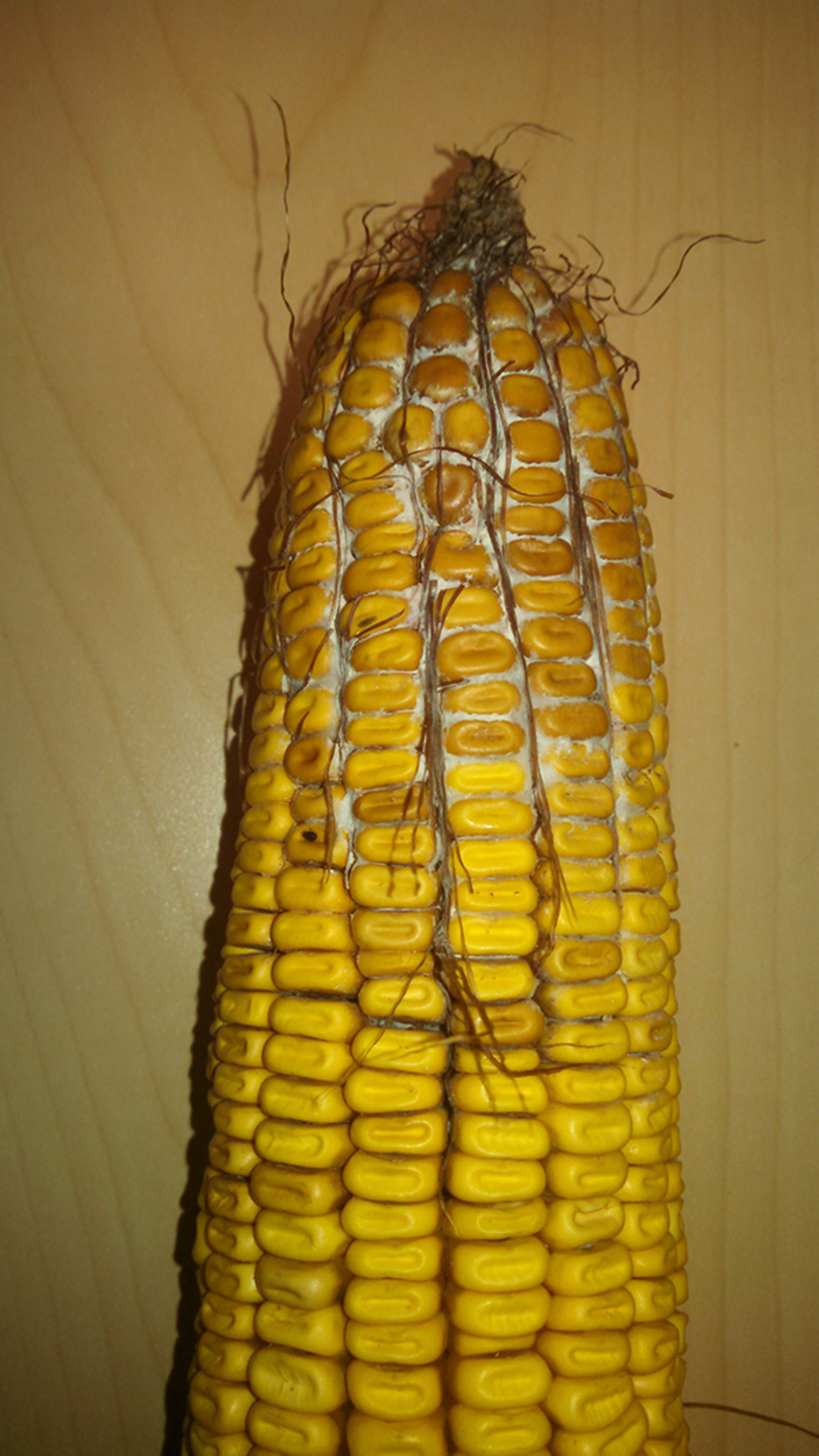 Ear Rot Diseases Developing in Some Nebraska Corn Fields | CropWatch ...