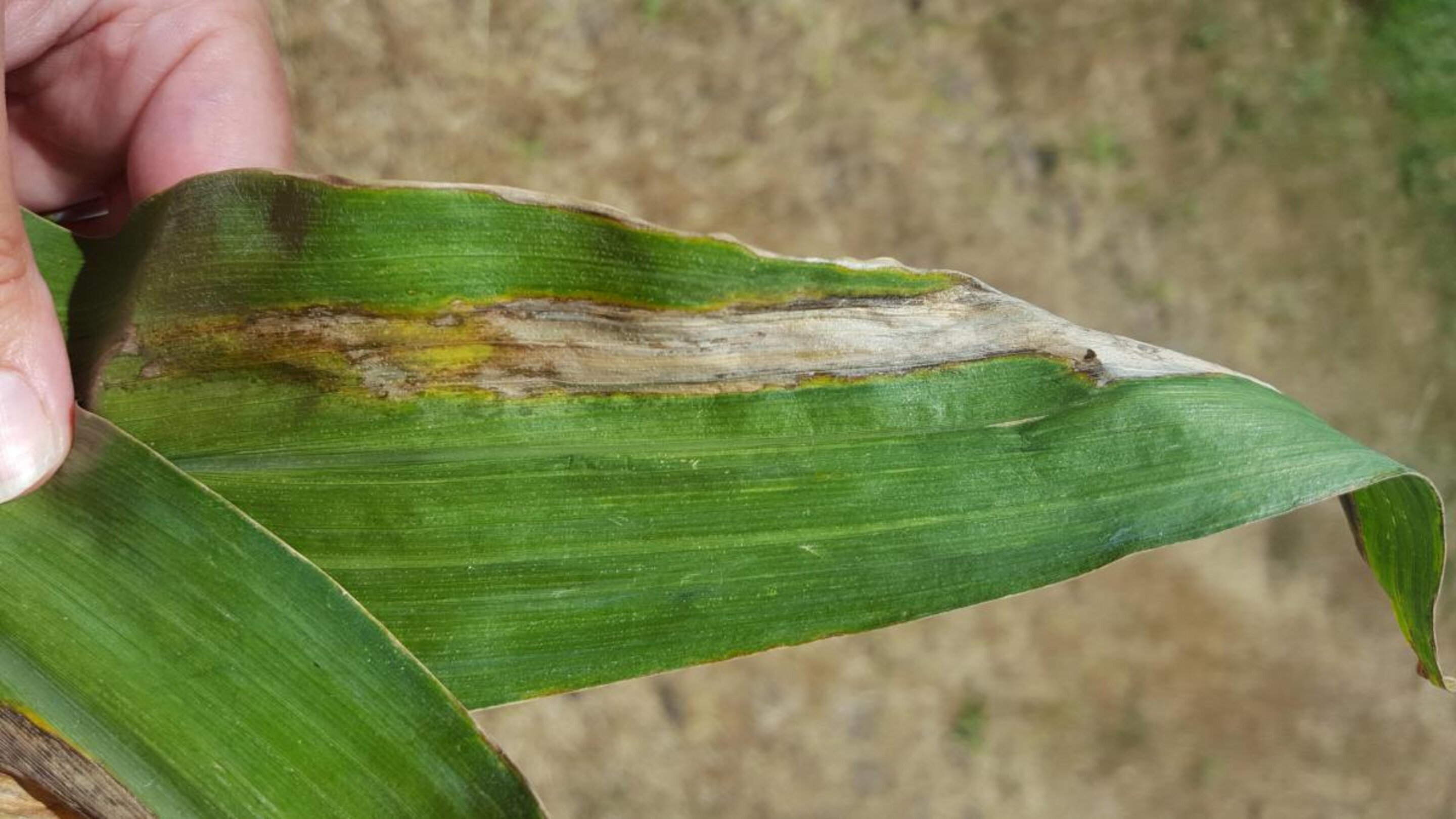 Differentiating Corn Leaf Diseases | CropWatch | Nebraska