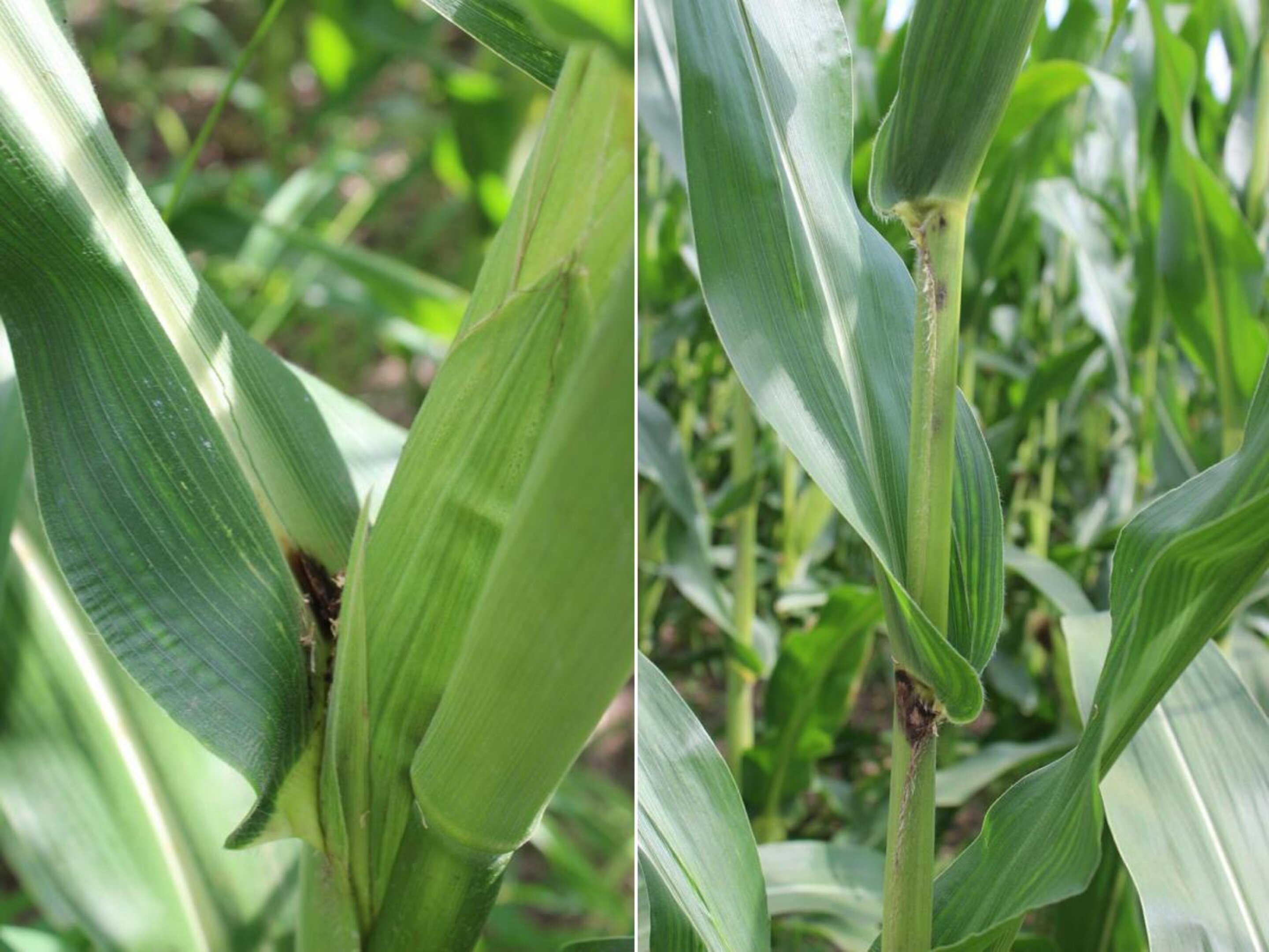 Dark Lesions on Corn are Purple Leaf Sheath | CropWatch | Nebraska