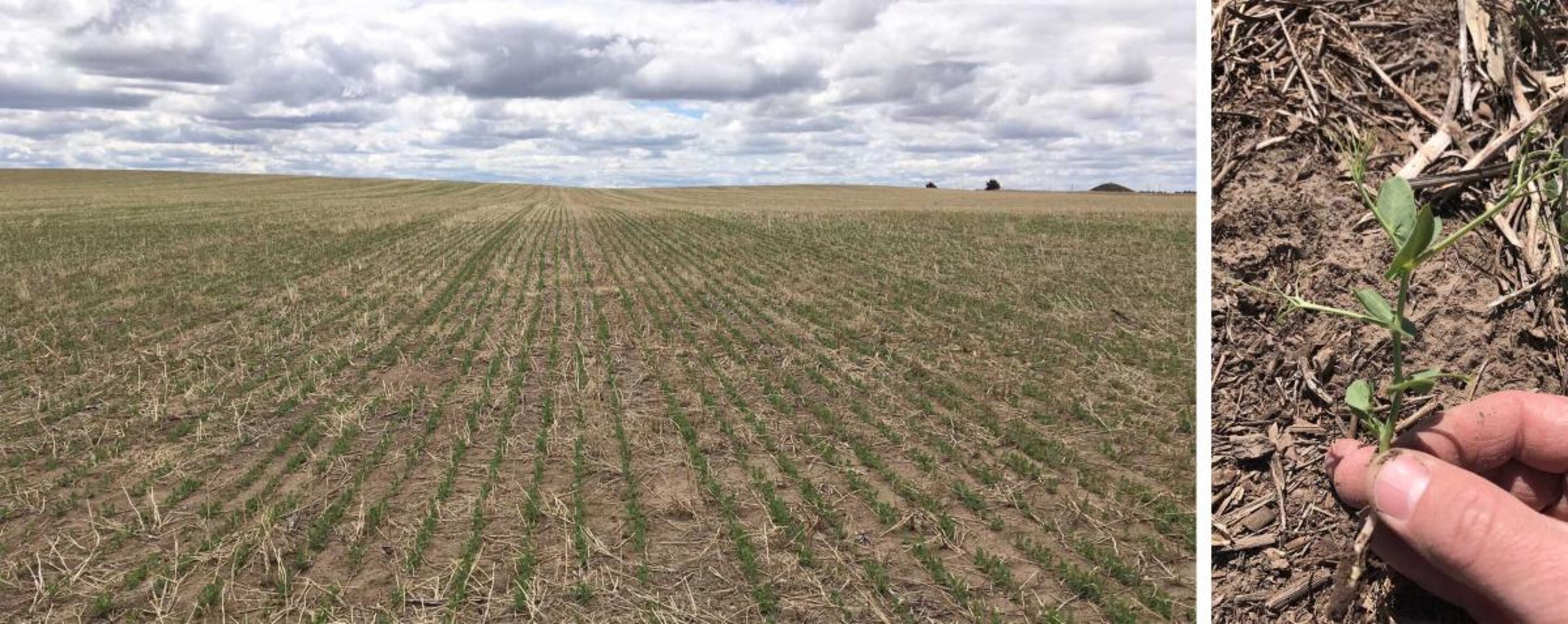 Field Pea Seeding Rates, Seeding Depth, and Inoculant | CropWatch ...