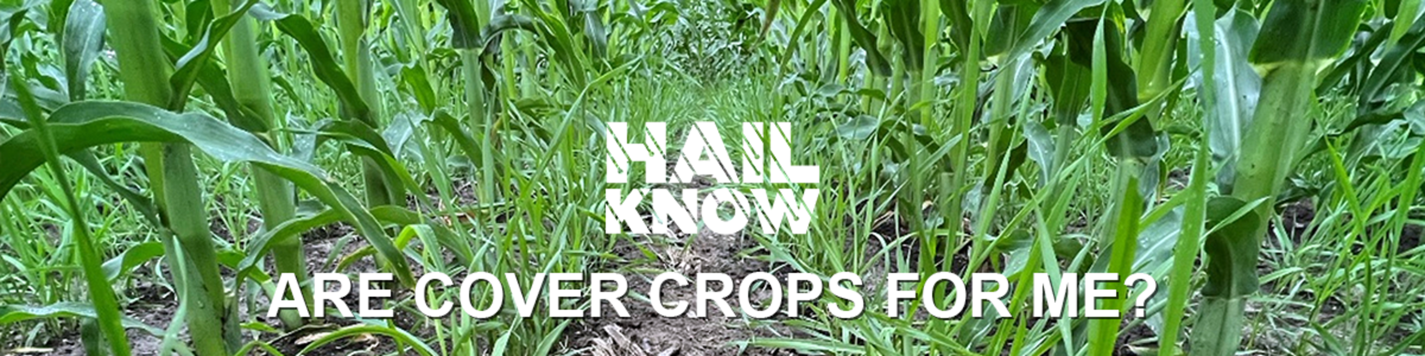 Establishing Cover Crops for Grazing in Hail-damaged Crop Fields ...