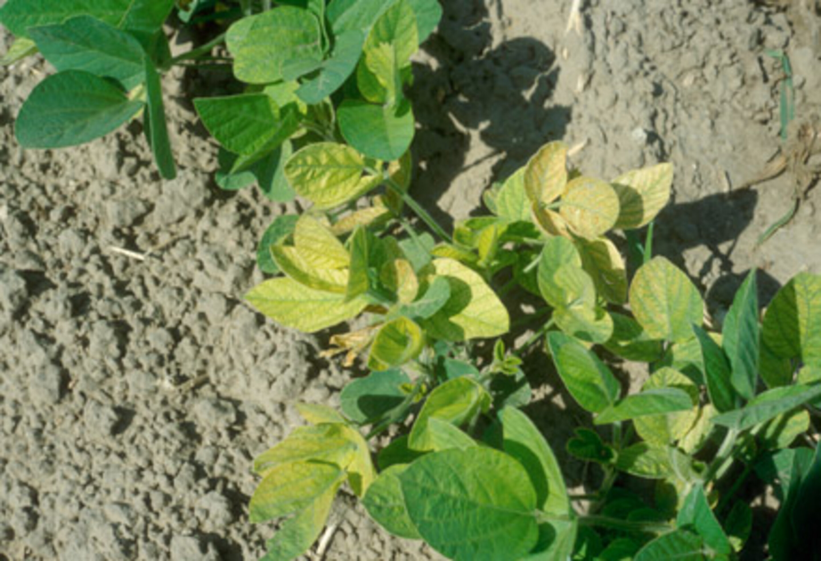 Soils: Nutrient Deficiencies | CropWatch | Nebraska