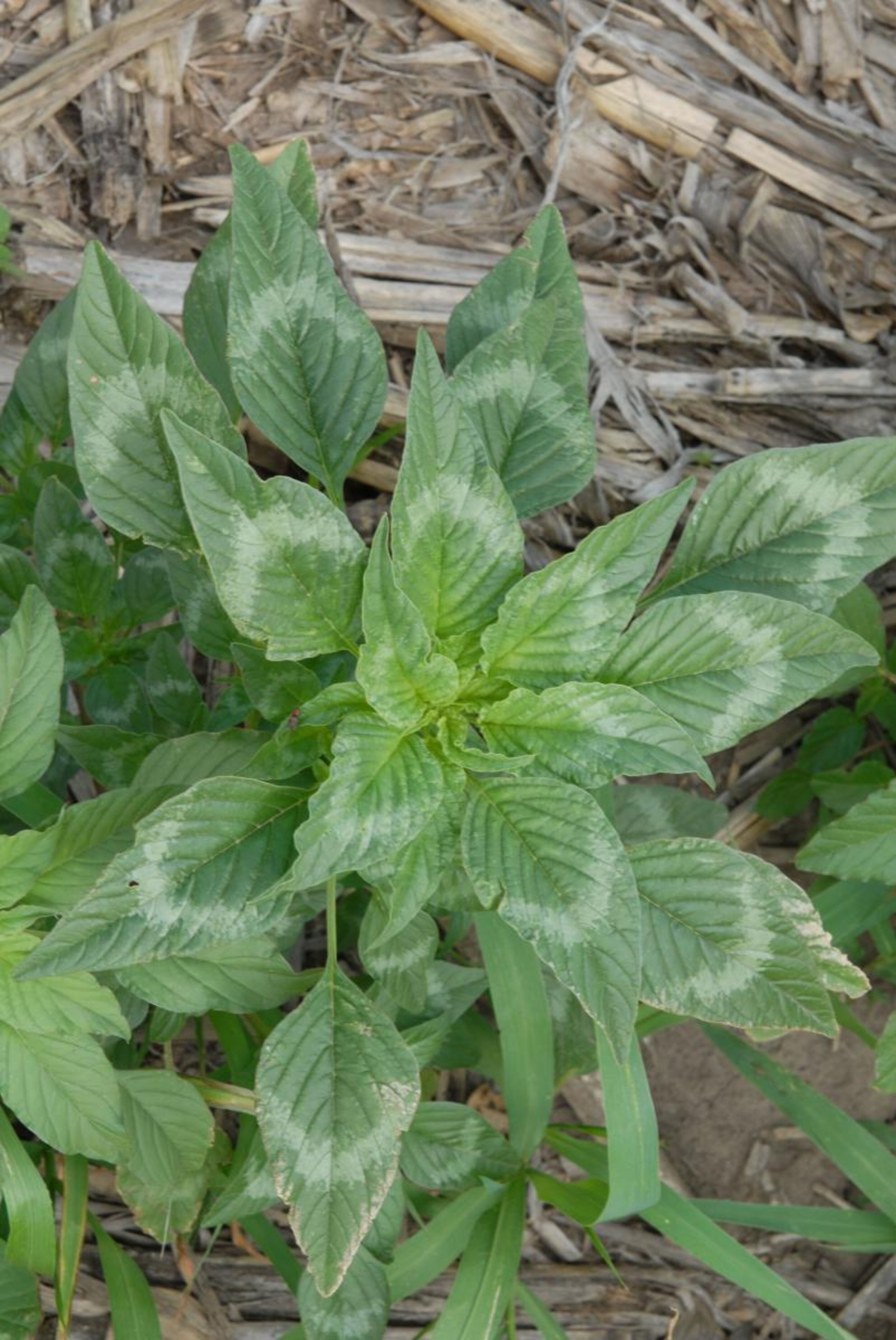 Watch for Palmer Amaranth in Conservation Reserve Program (CRP) Fields ...
