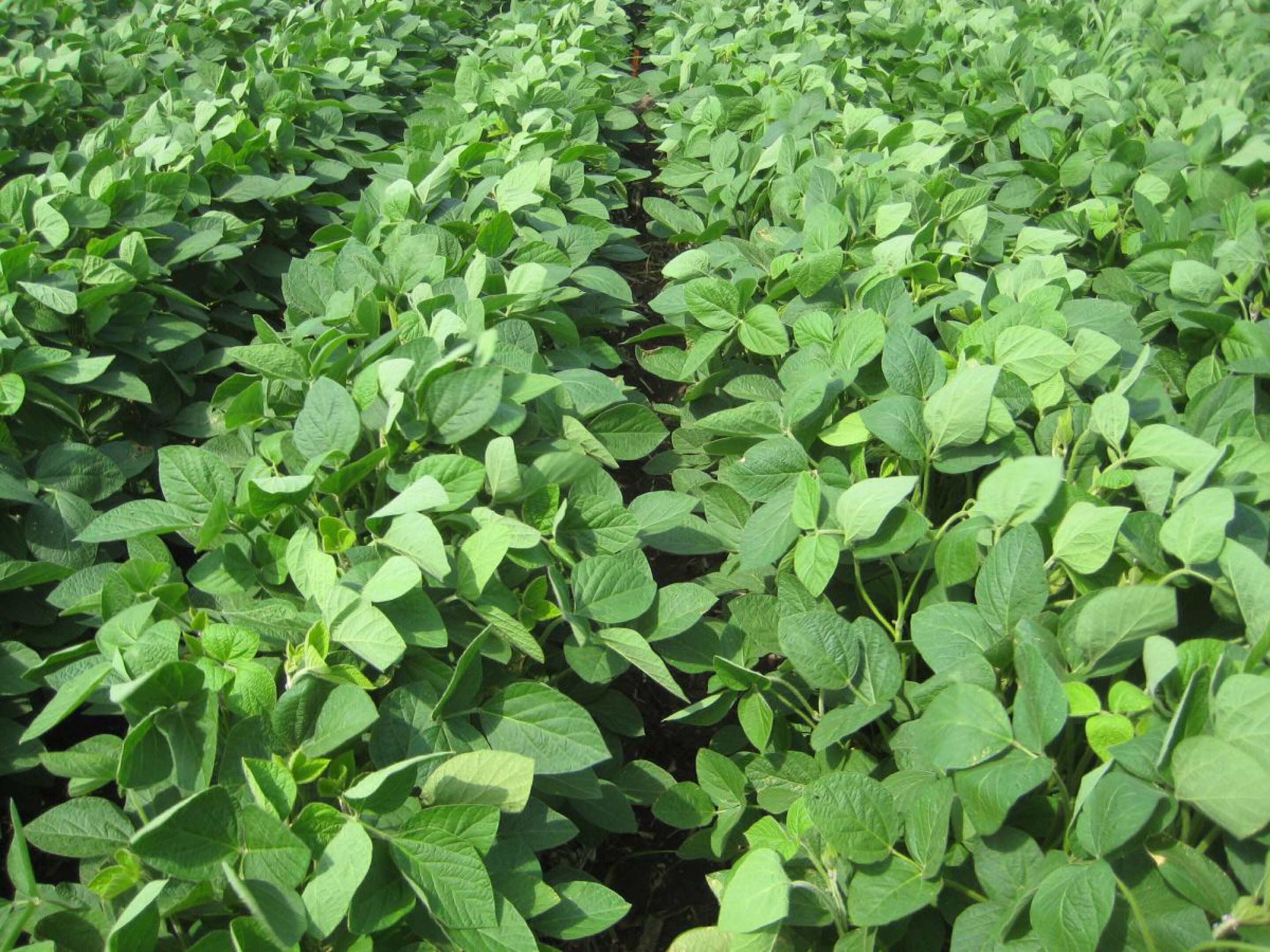 New Soybean Herbicides for 2017 | CropWatch | Nebraska