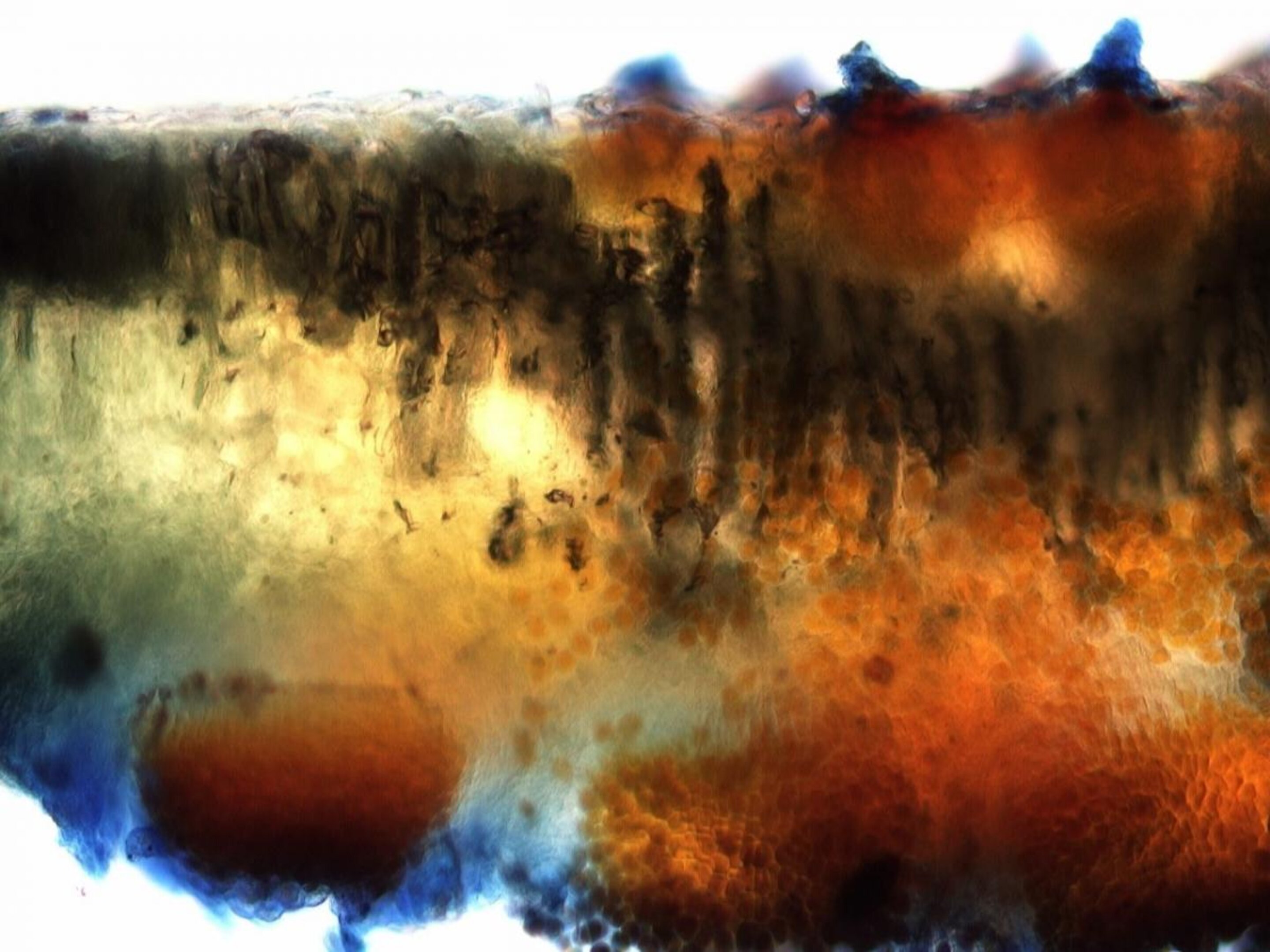 Sunflower Rust May be Problematic in 2018 — Be Aware! | CropWatch ...