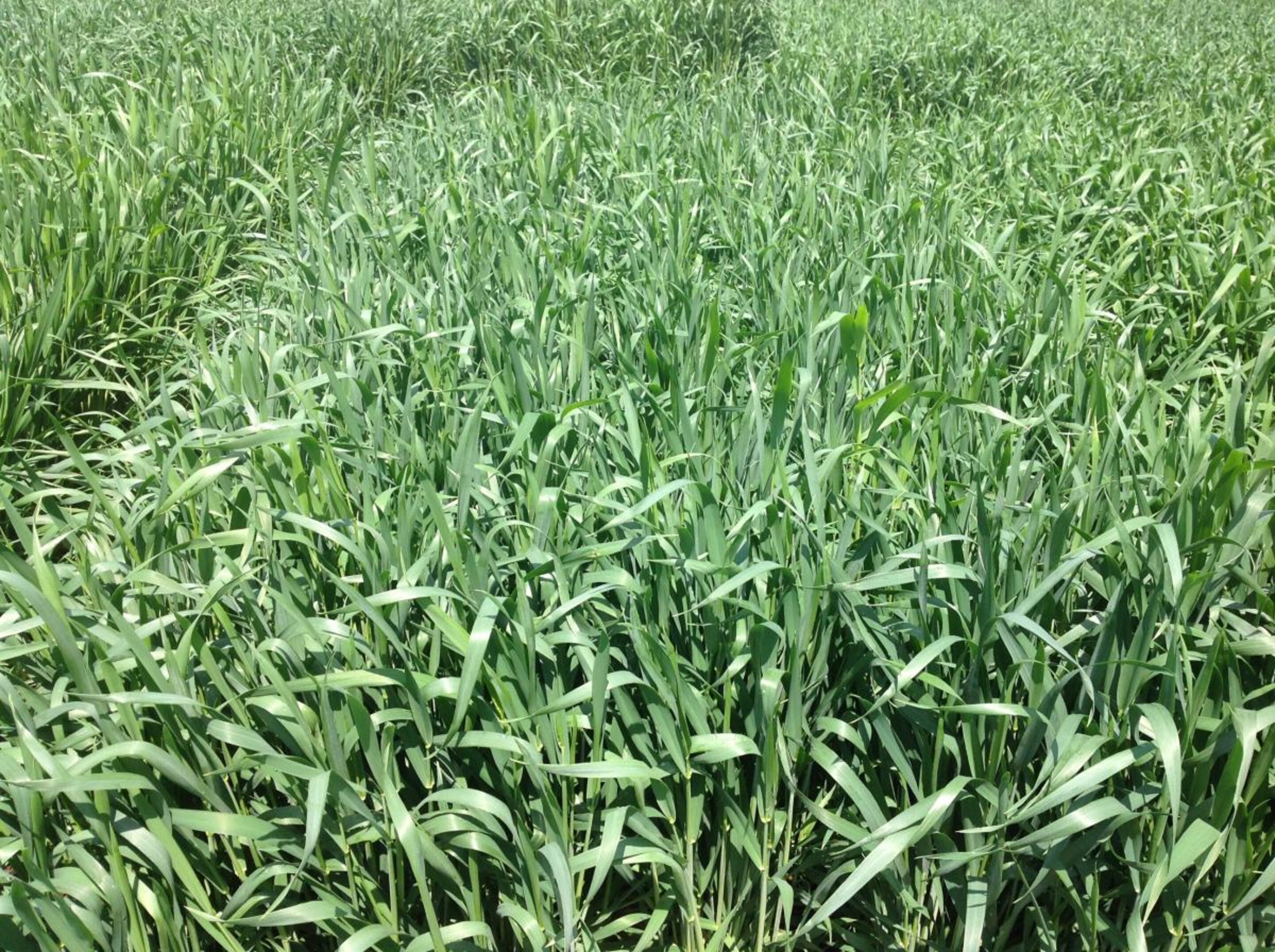 Triticale: A Useful Component of a Cover Crop | CropWatch | Nebraska