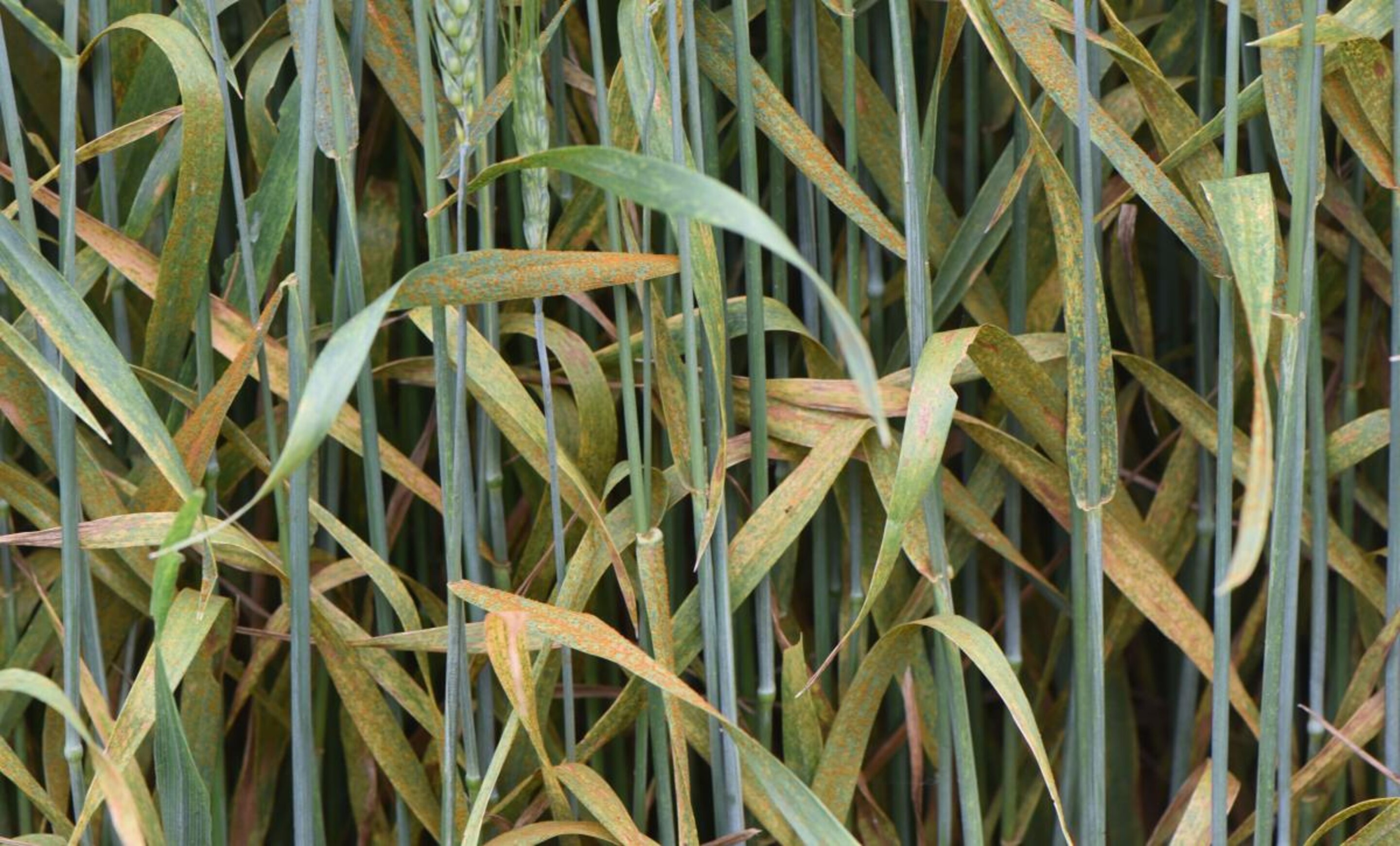 Wheat Update: Diseases Are Increasing | CropWatch | Nebraska