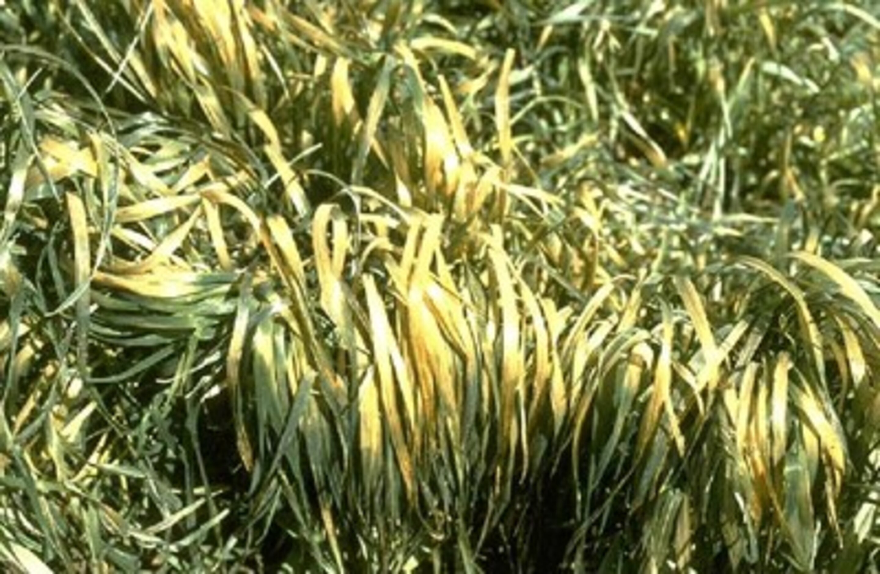 Assessing Freeze Injury to Wheat | CropWatch | Nebraska